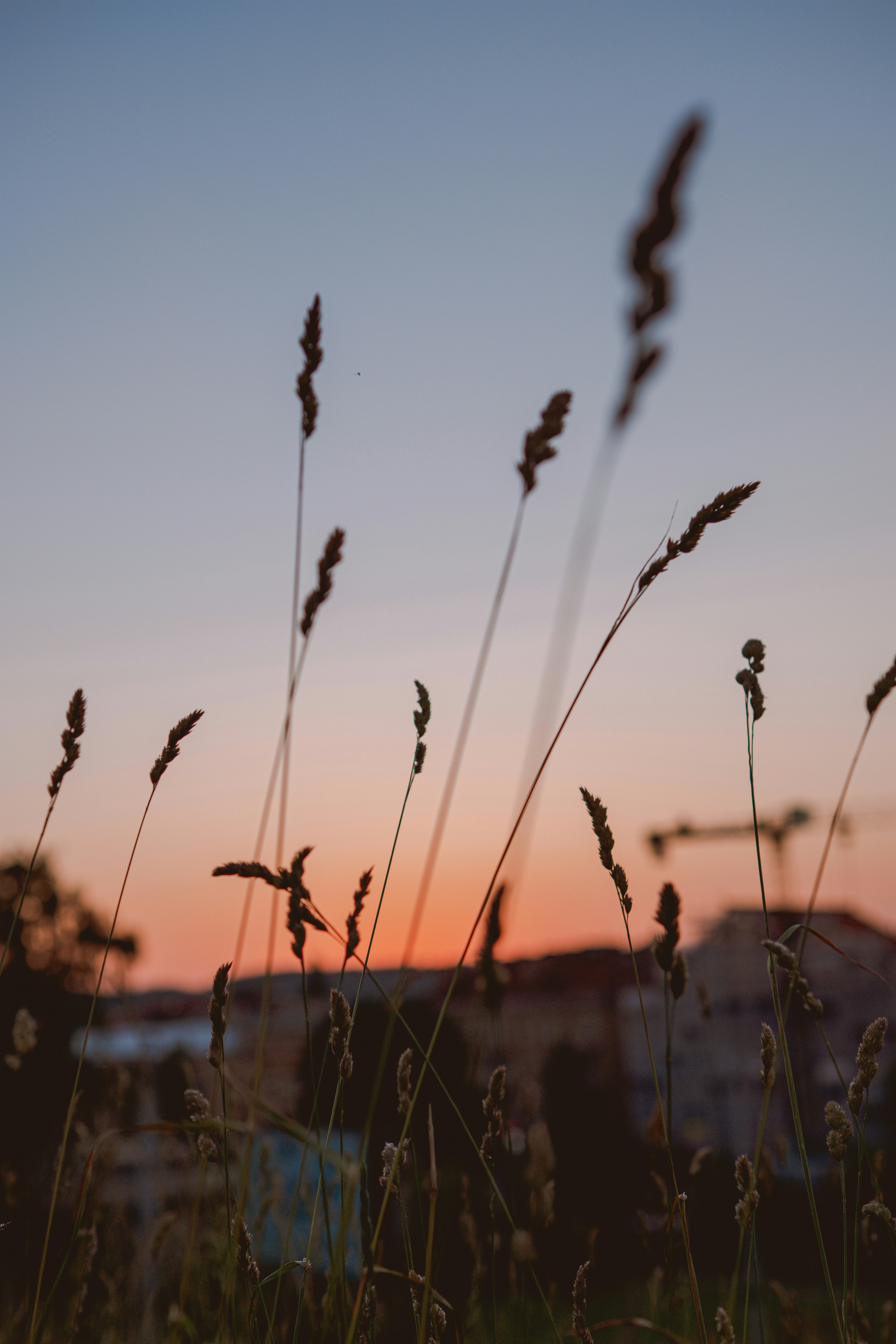 Evening Grass Silhouettes Framing a Suburban Sunset