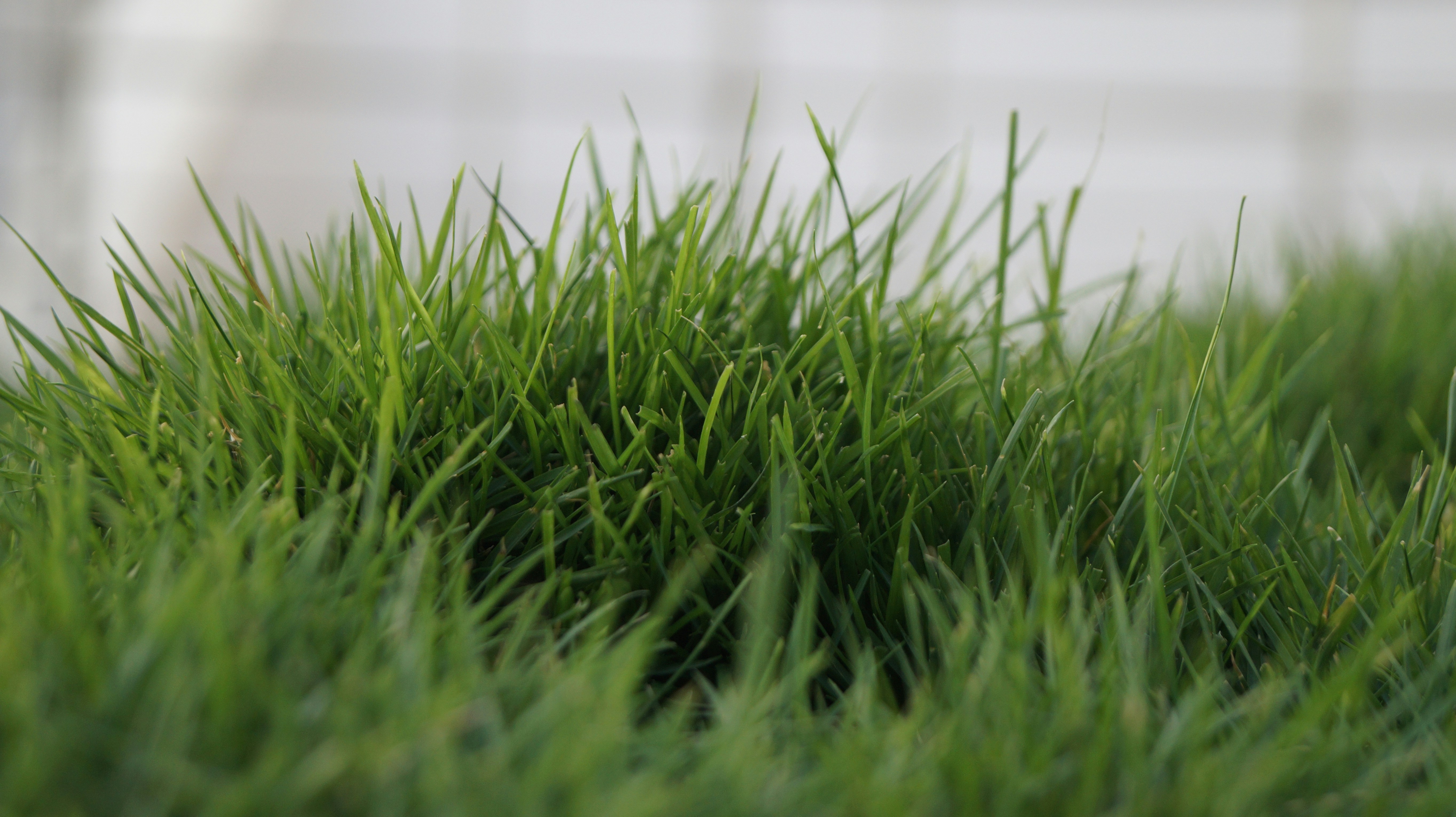 Emerald Blades: A Close-Up Study of Nature's CarpetDICSON
