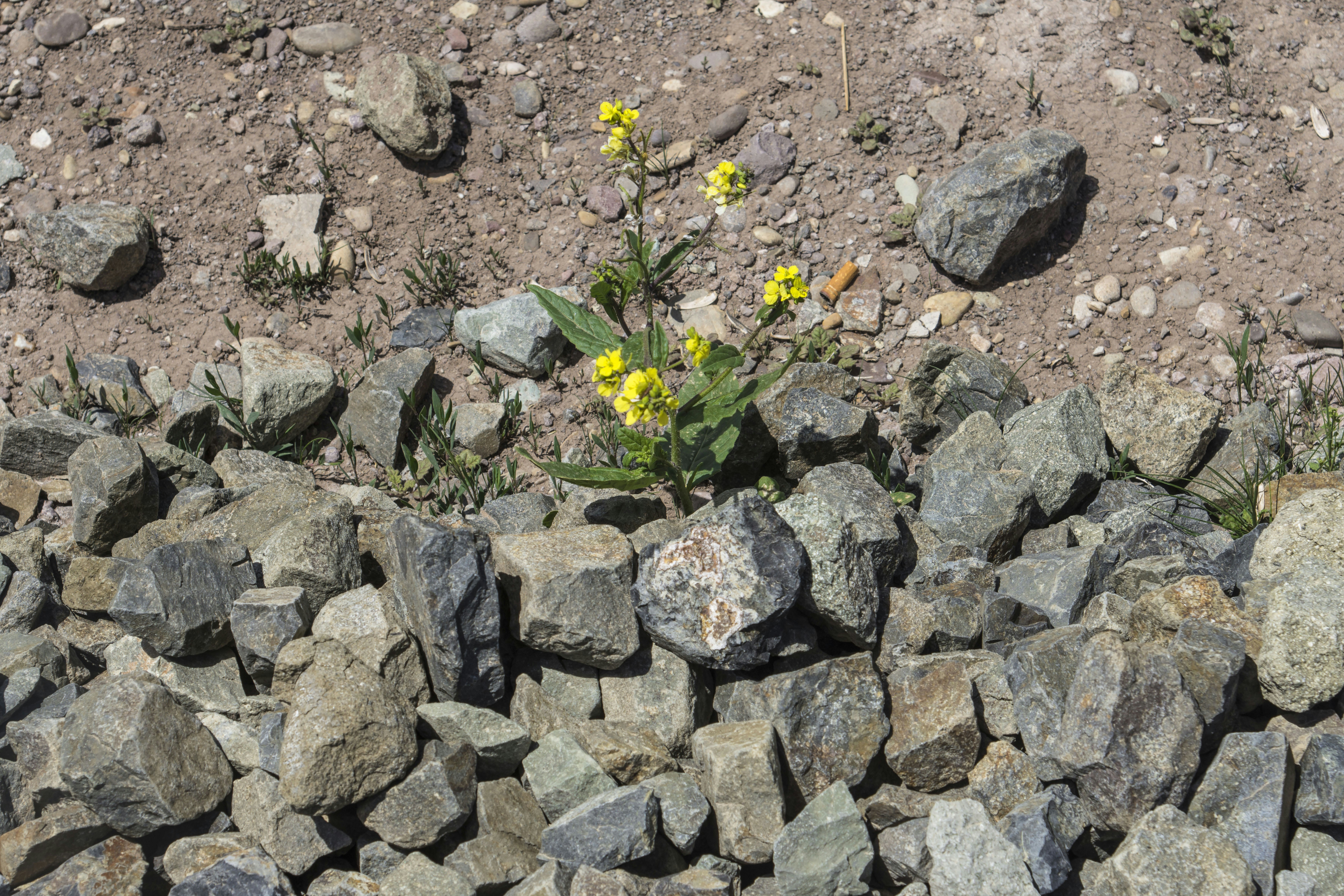 A lone yellow wildflower pushes through a rugged rock barrier