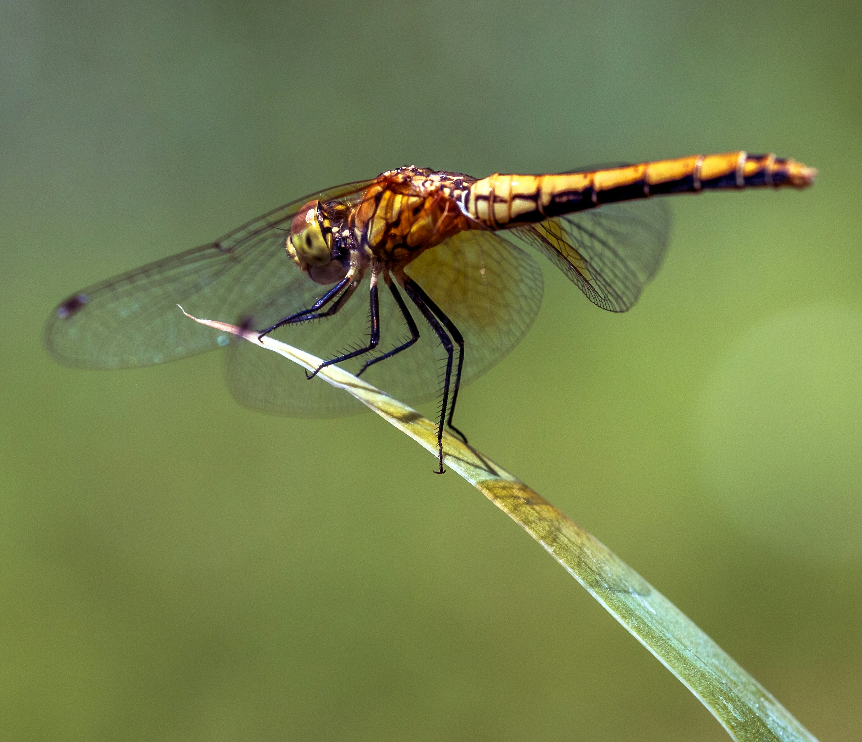 Yellow and black dragonfly on brown stem in tilt shift lens photo ...