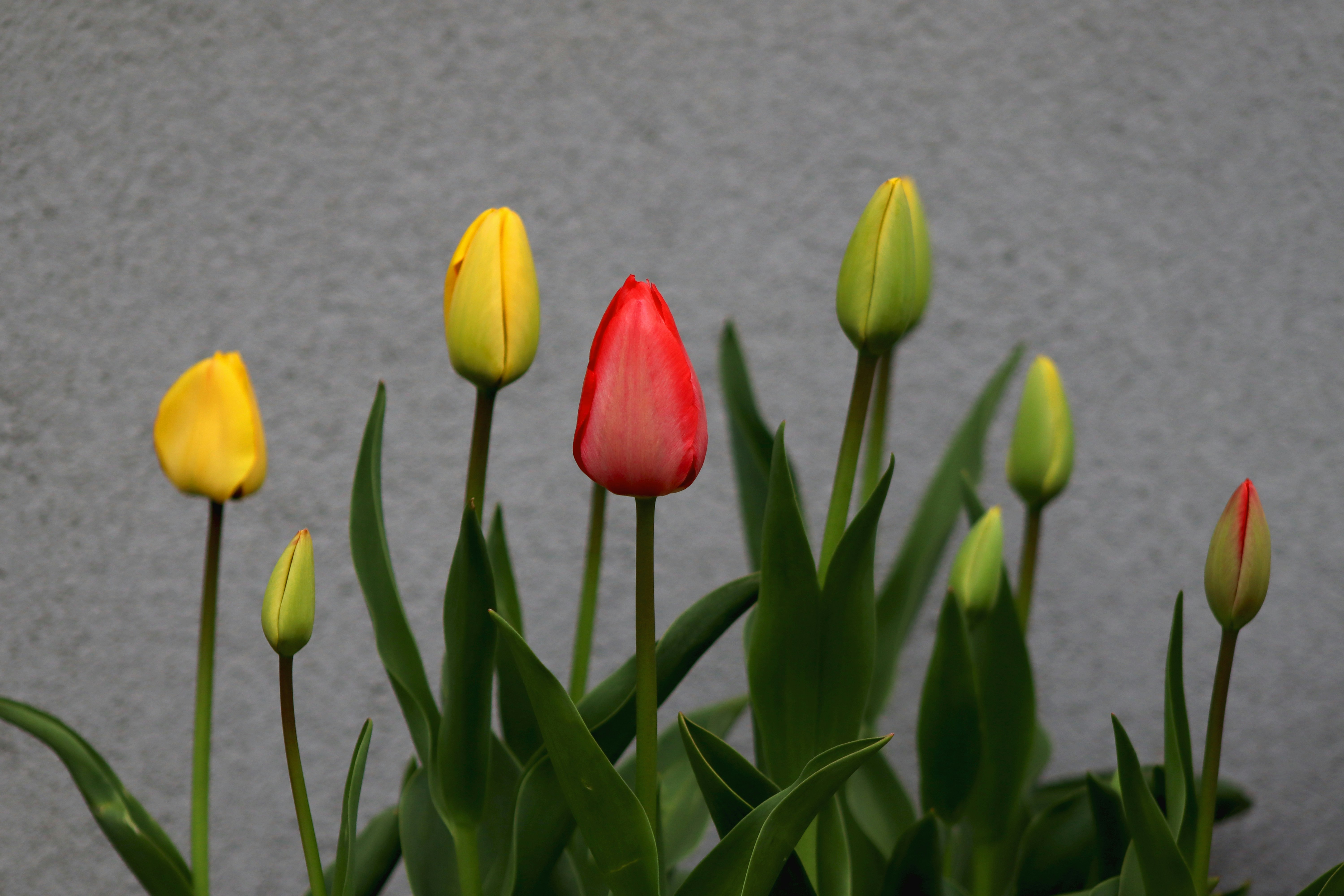 red and yellow tulips in bloom during daytime