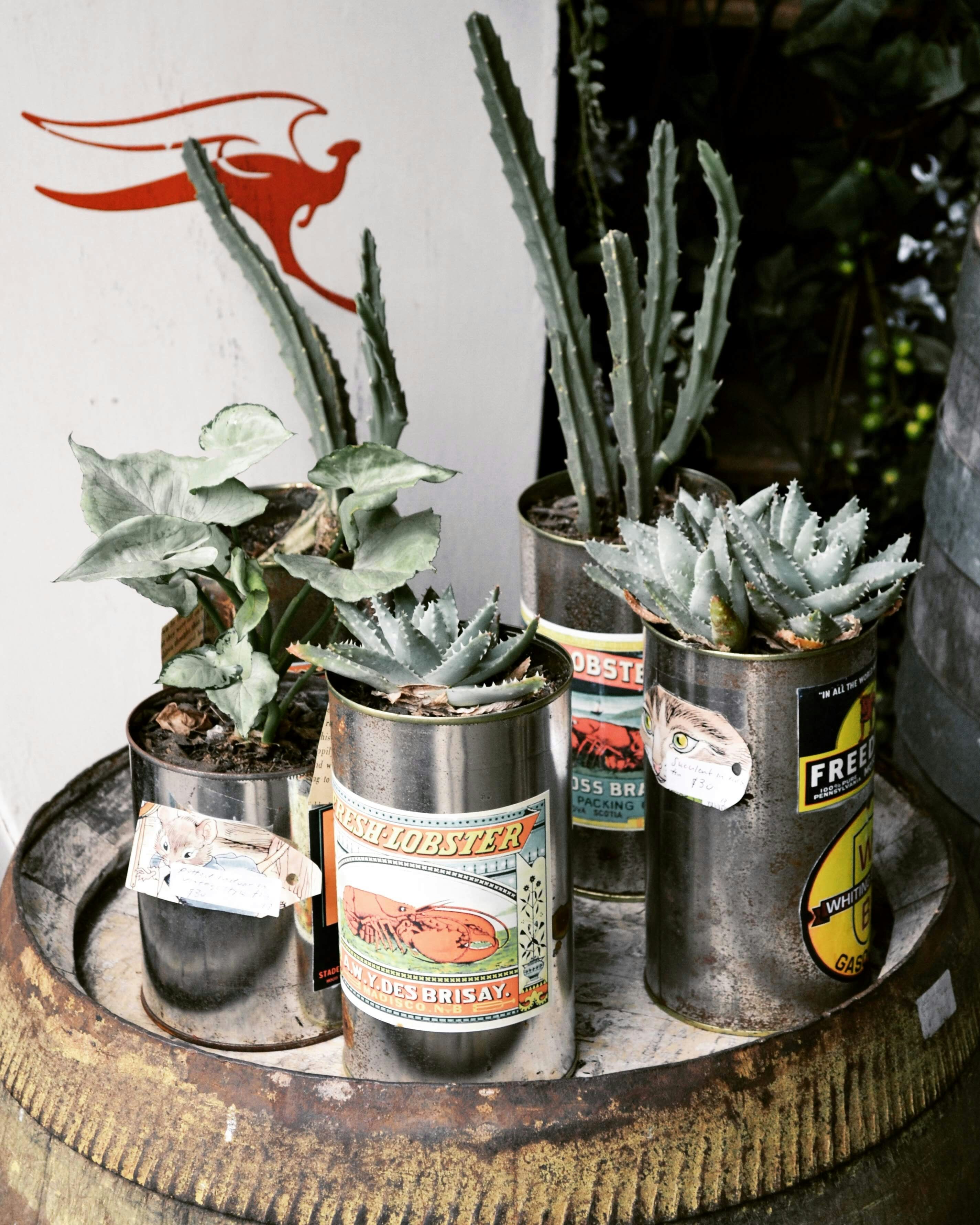Succulents and leafy plants arranged in vintage cans on a wooden barrel, showcasing a blend of nature and urban decor.