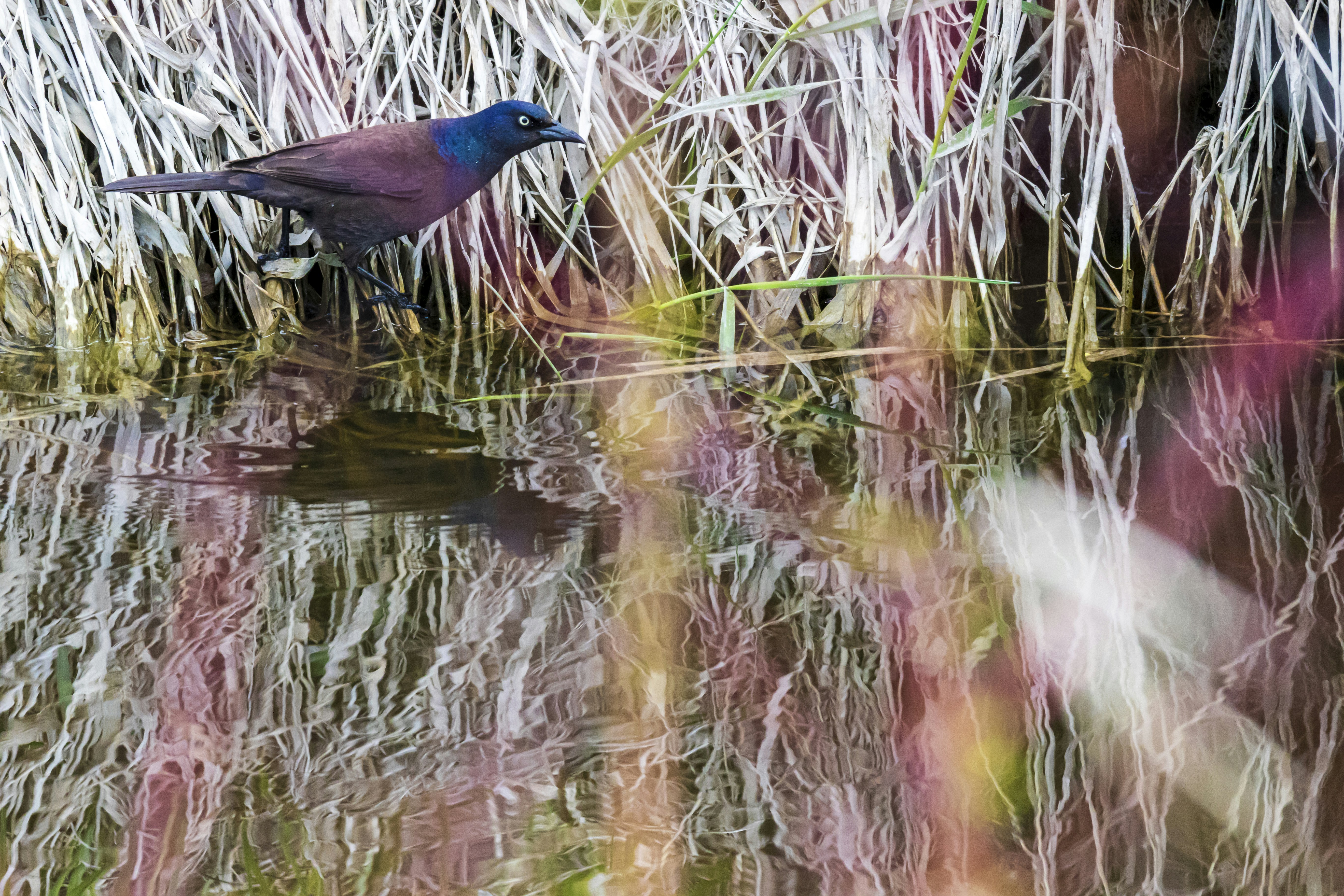 Purple Sunbird at the Waterline
