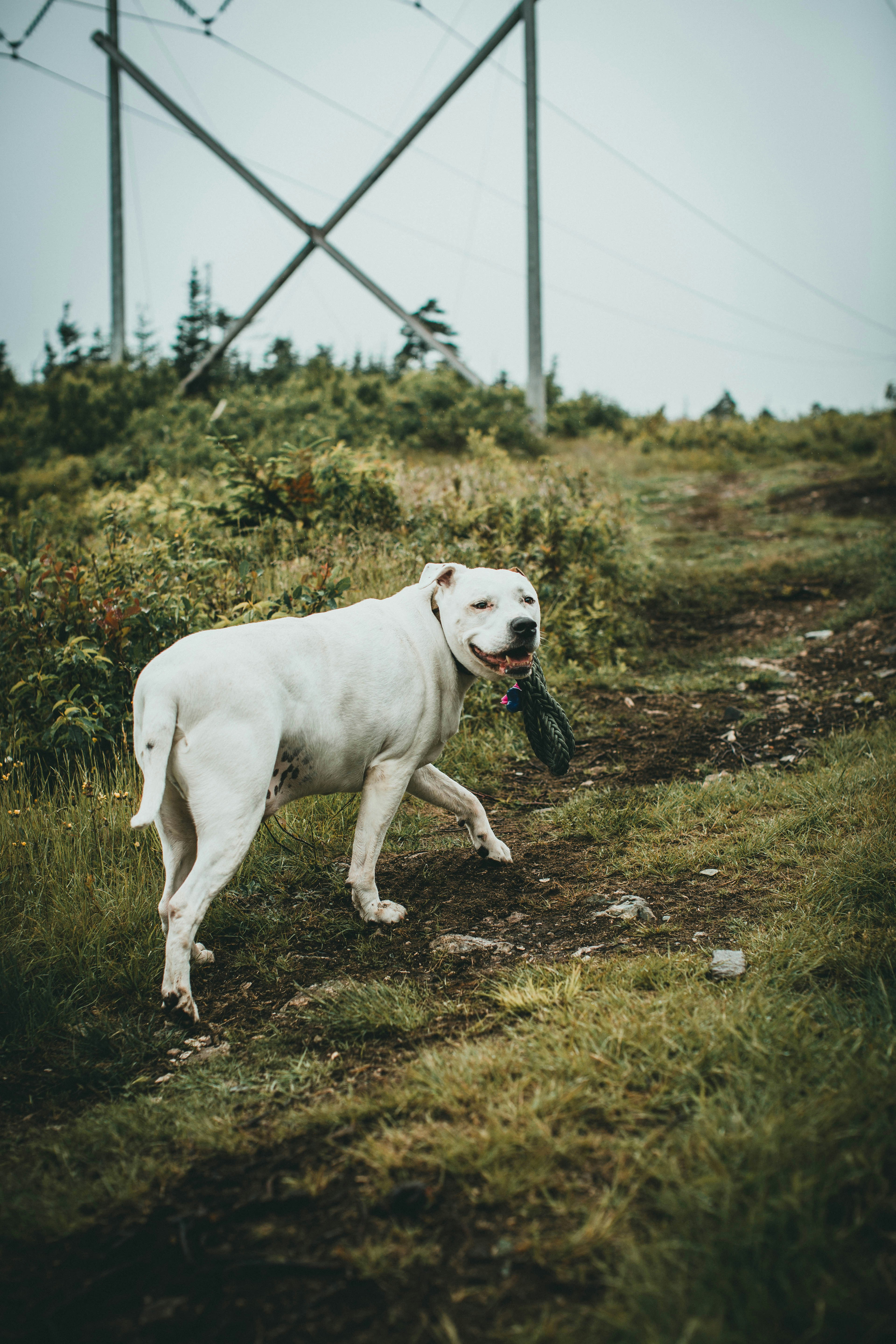 White dog with a leafy treasure on a hillside trail