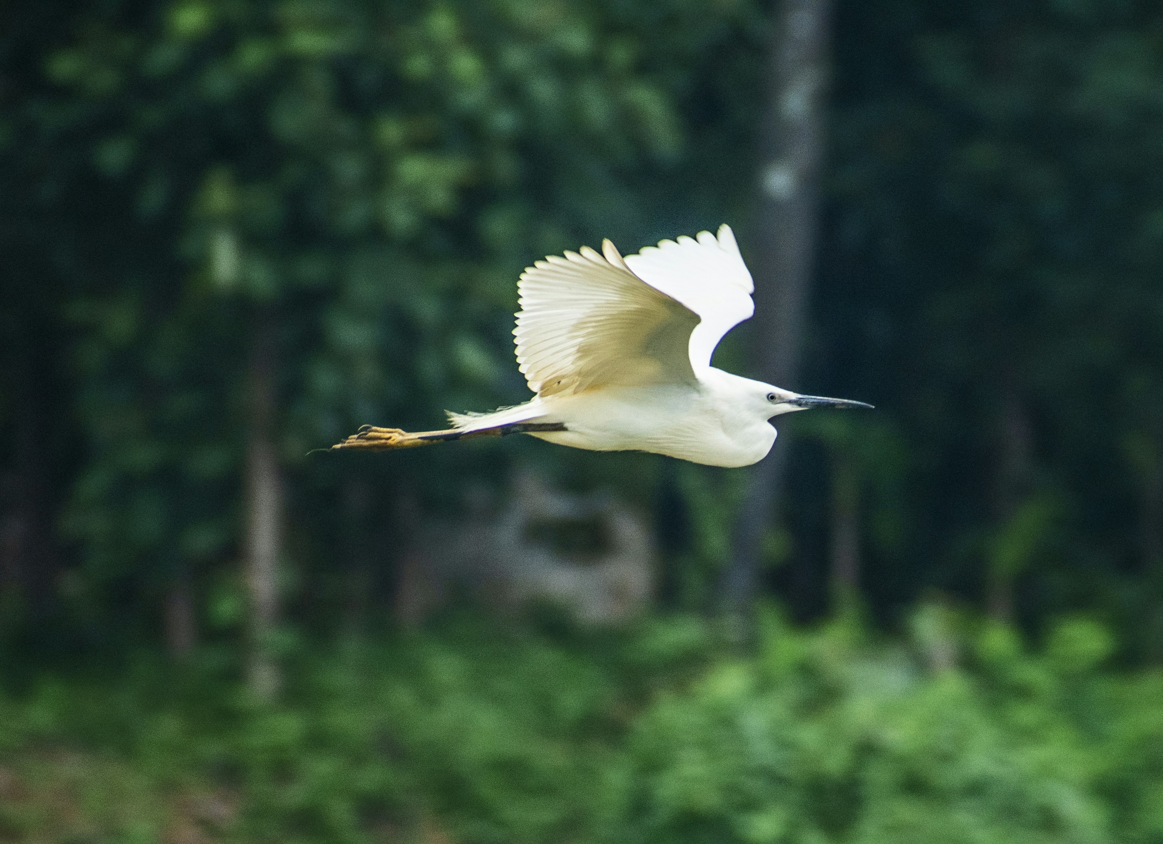 White egret gliding gracefully through a lush green backdrop, showcasing its wings in mid-flight.