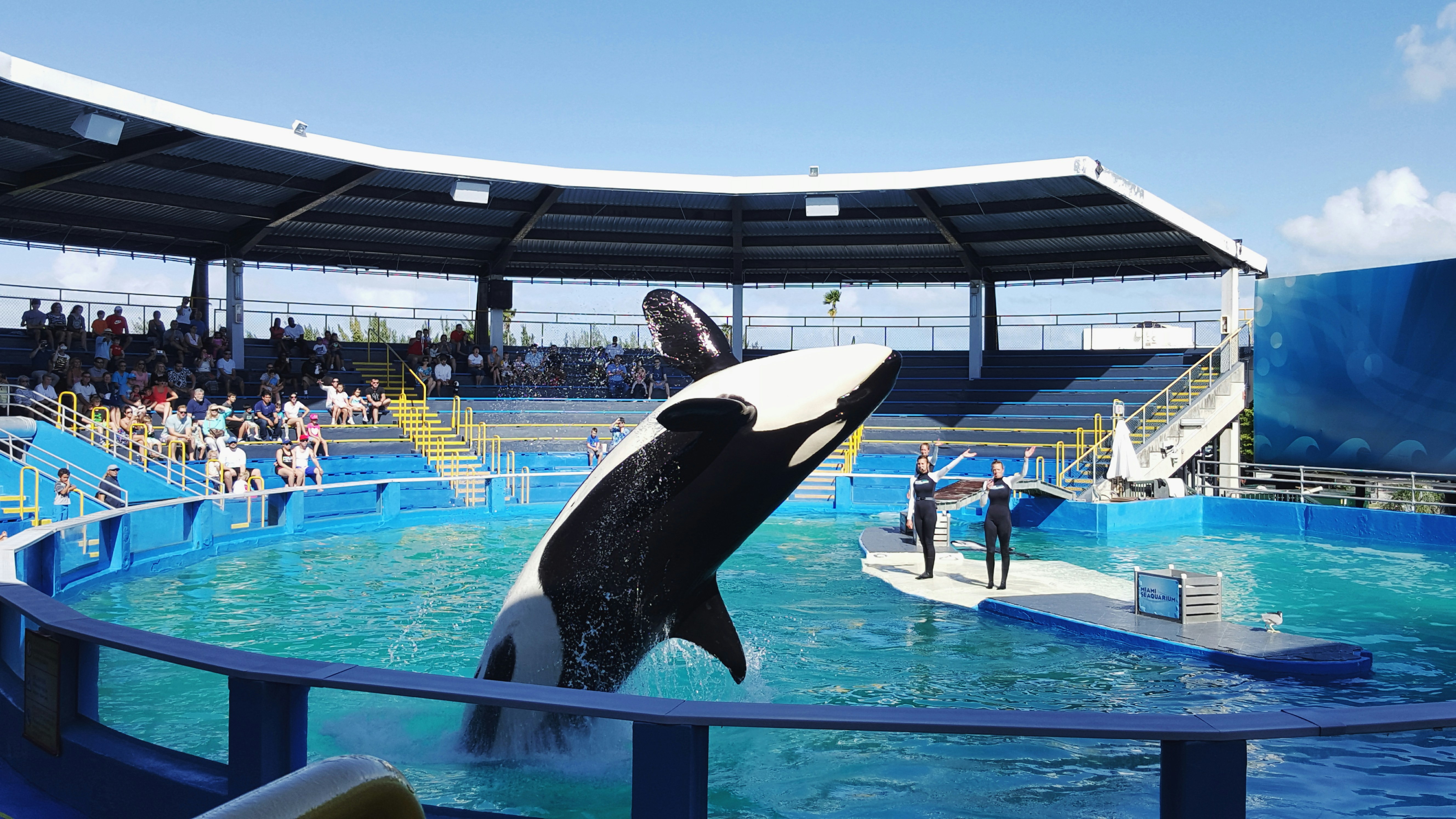 The Psychology of Captive Orcas: Stress, Self-Harm, and Death Behind ...
