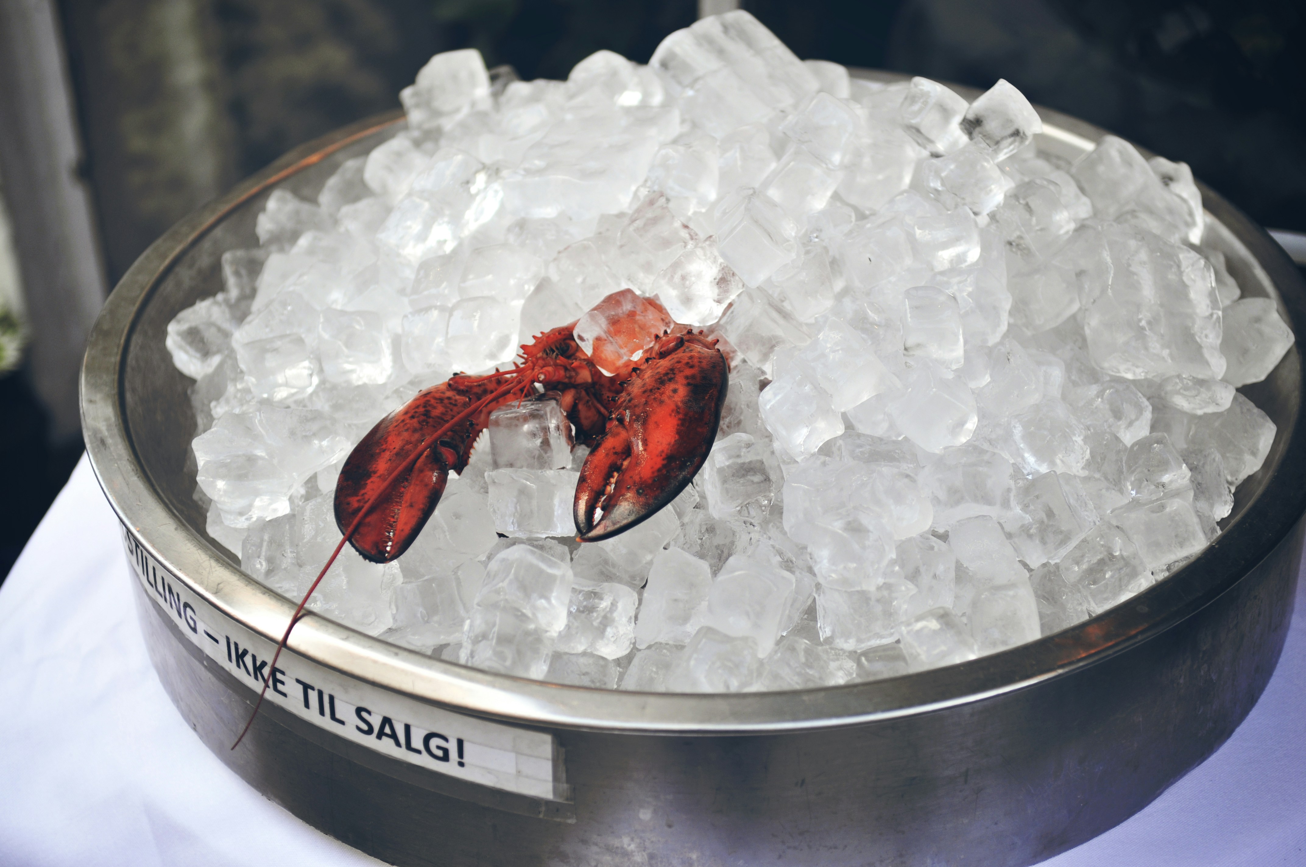 Crimson Lobster on Ice in a Stainless Bowl