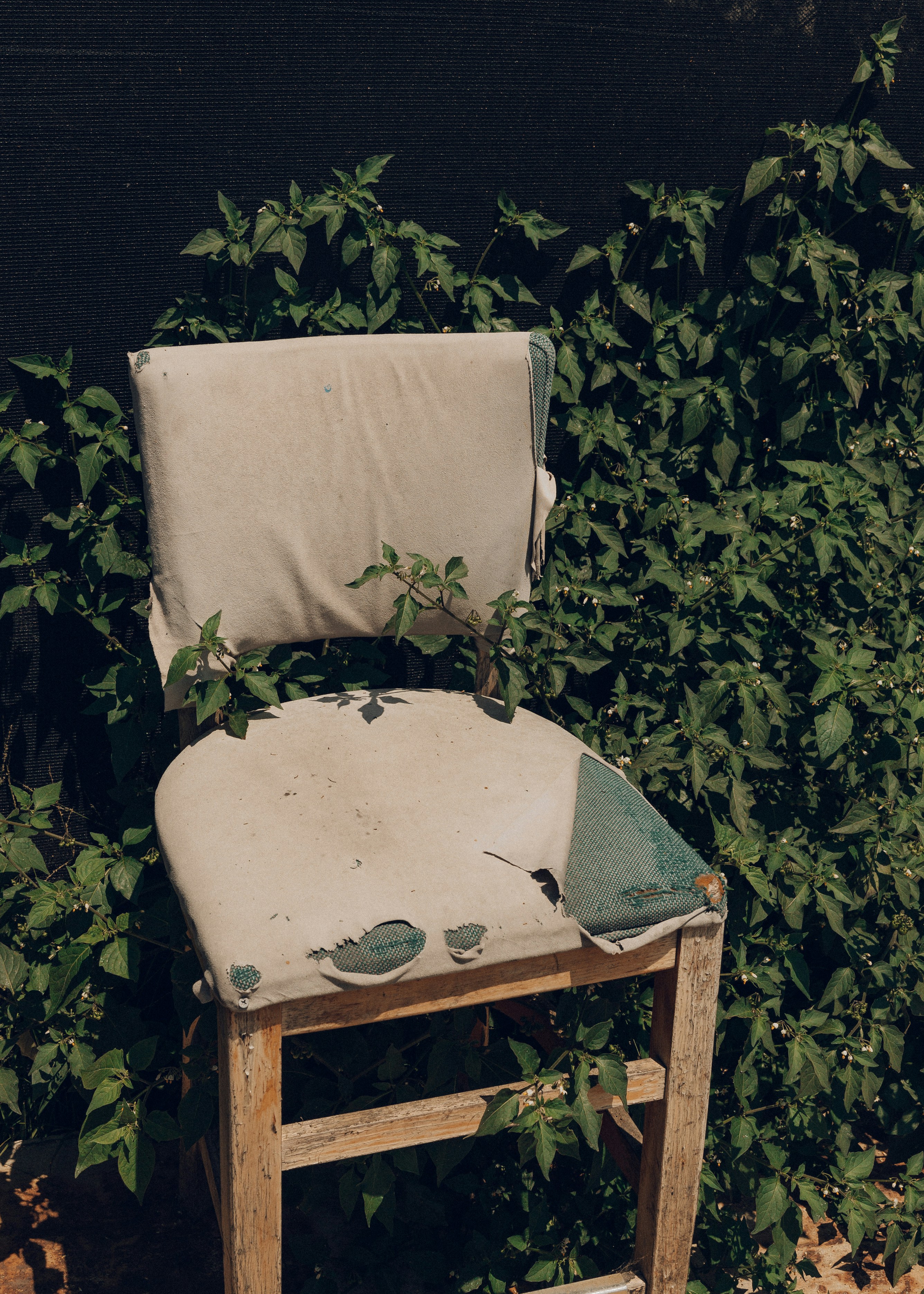 Overgrown Chair: A Quiet Decay Resting in Green Vines