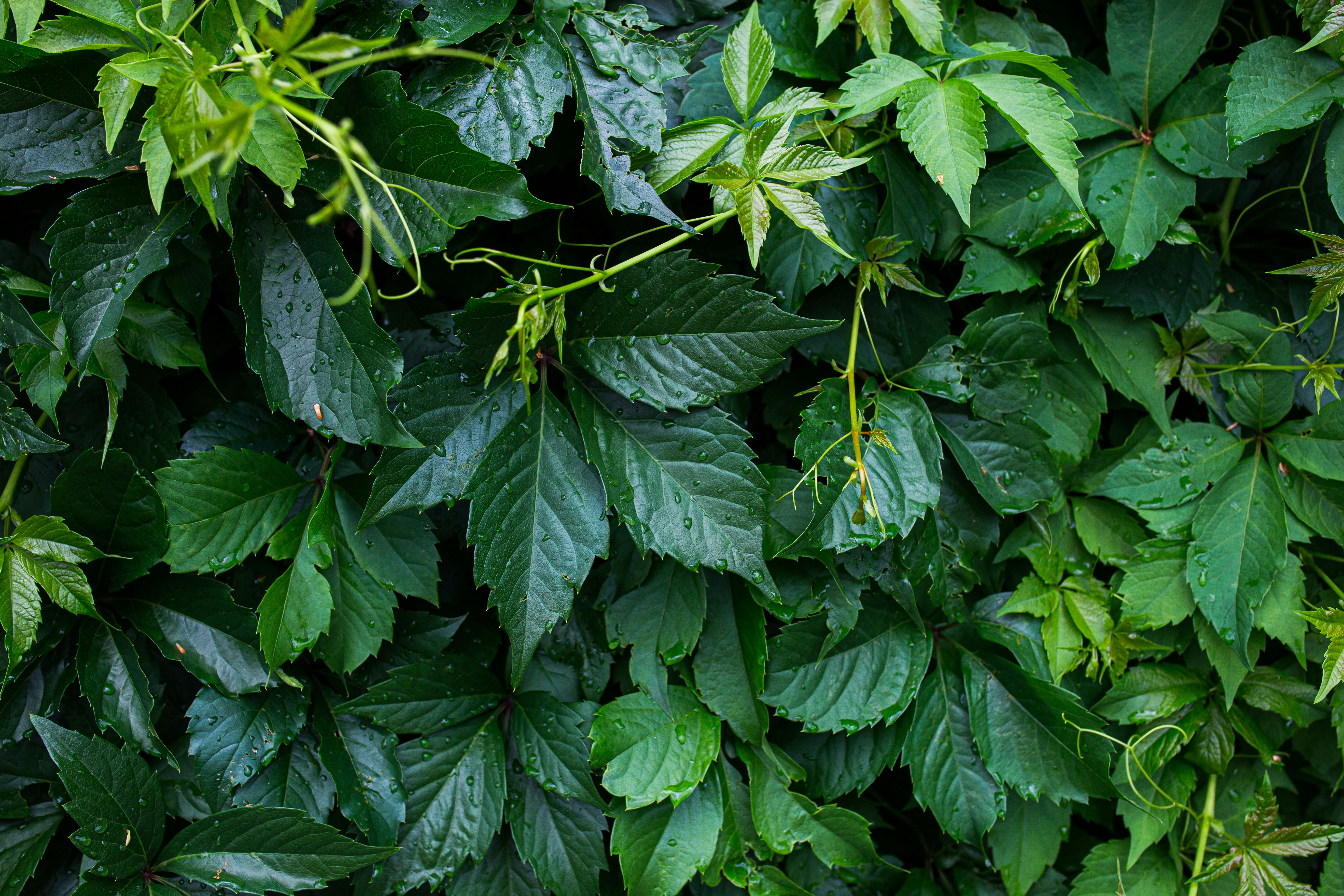 Emerald Tangle: Close-Up of Dense Ivy Veil and Vine Tendrils