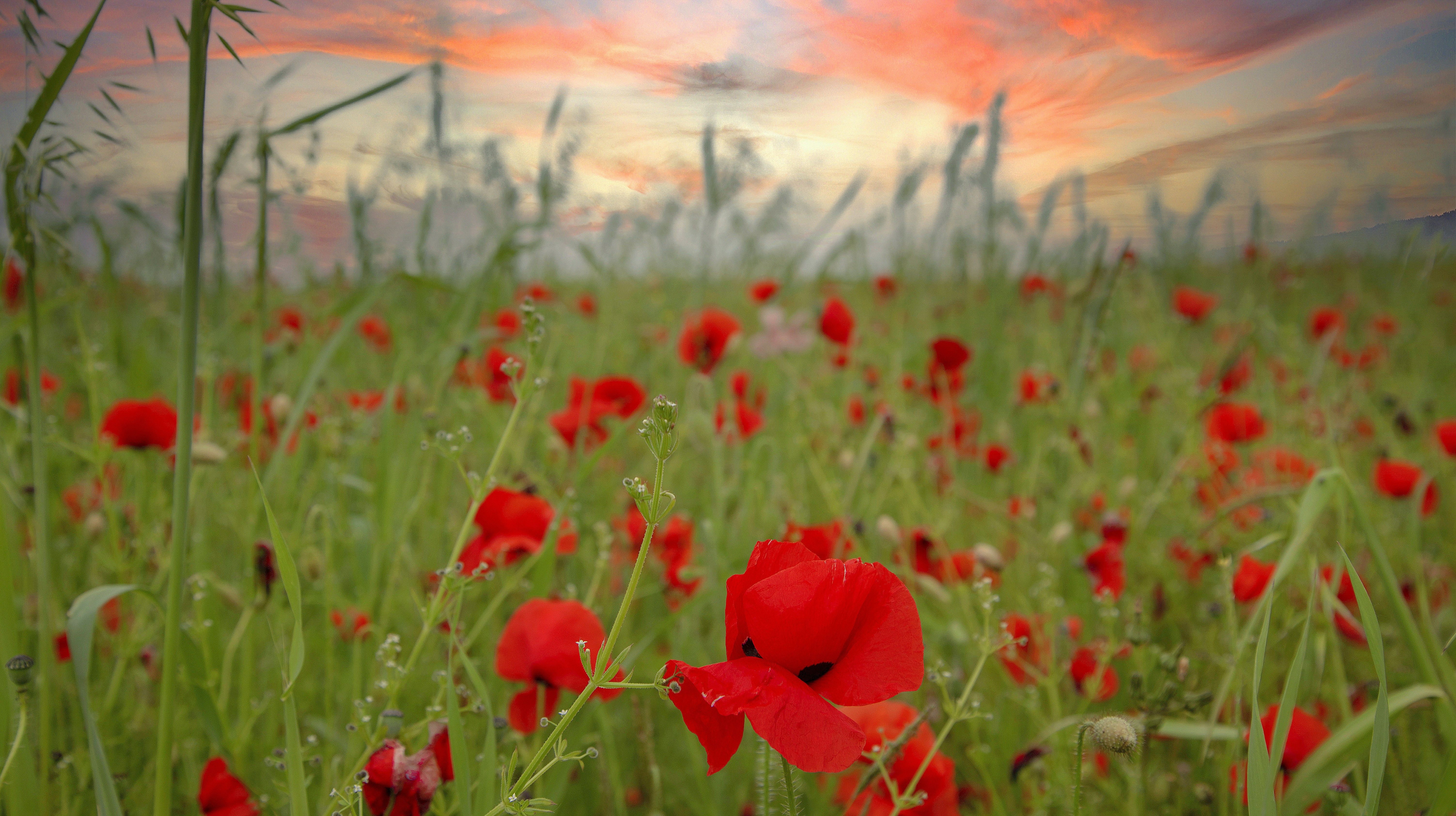 Red flower field during daytime photo – Free Uk Image on Unsplash