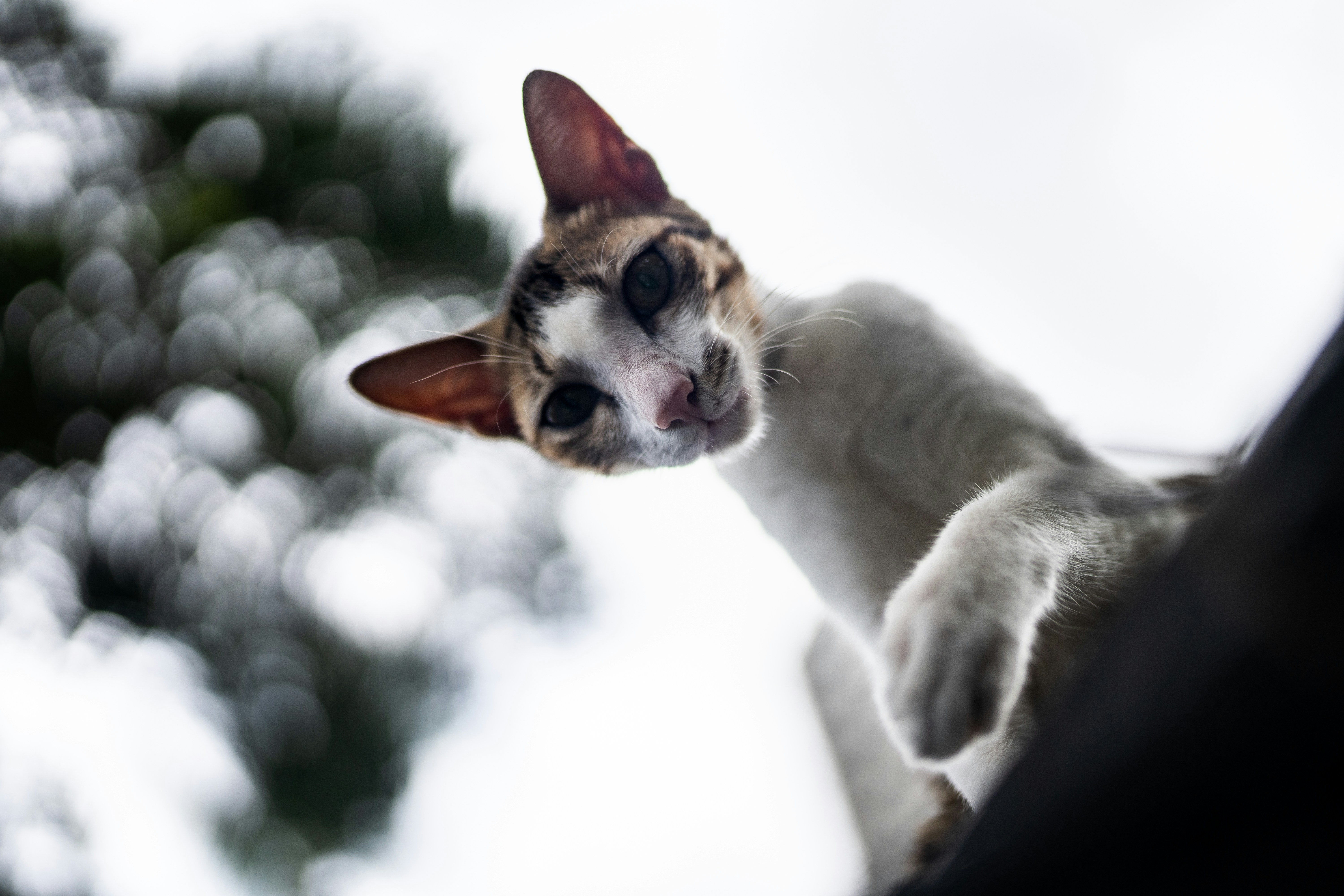 Low-Angle Whisker Peek: The Curious Cat Reaches for the Lens