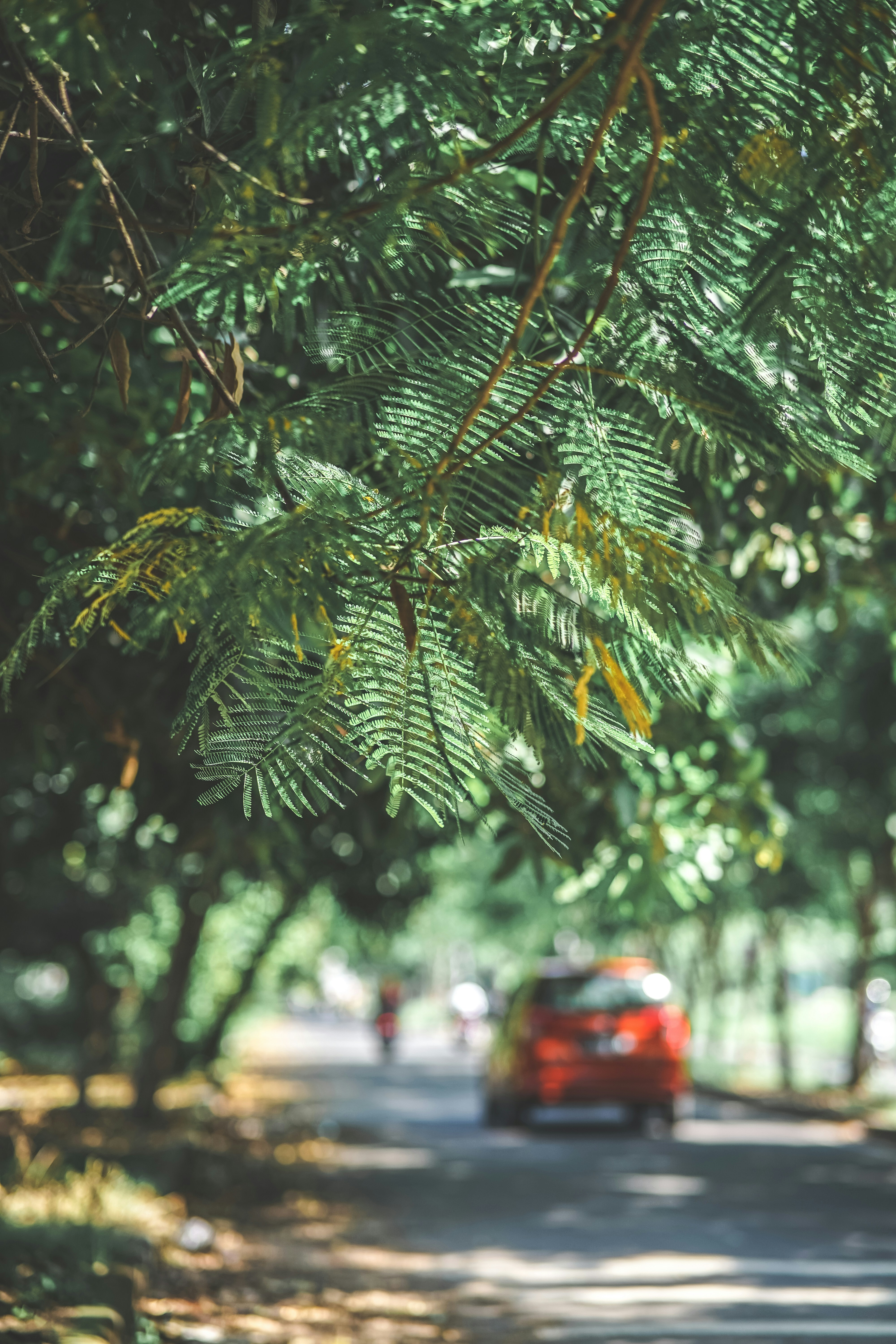 Lush green leaves frame a blurred view of a red car on a quiet road, creating a serene atmosphere. The interplay of light and shadow enhances the natural beauty.