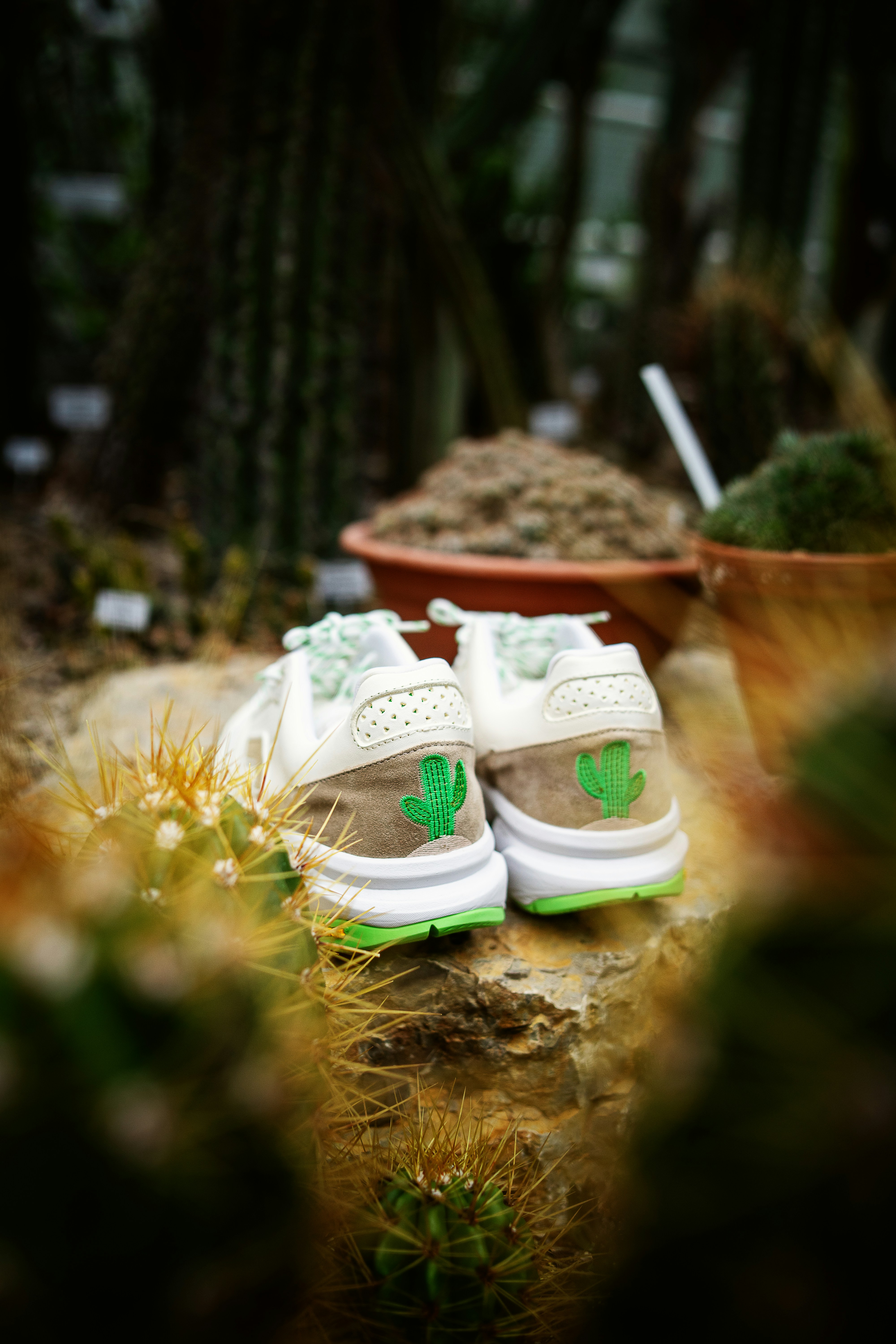 Succulent Accents: White Sneakers with Cactus Patches Resting on a Weathered Rock