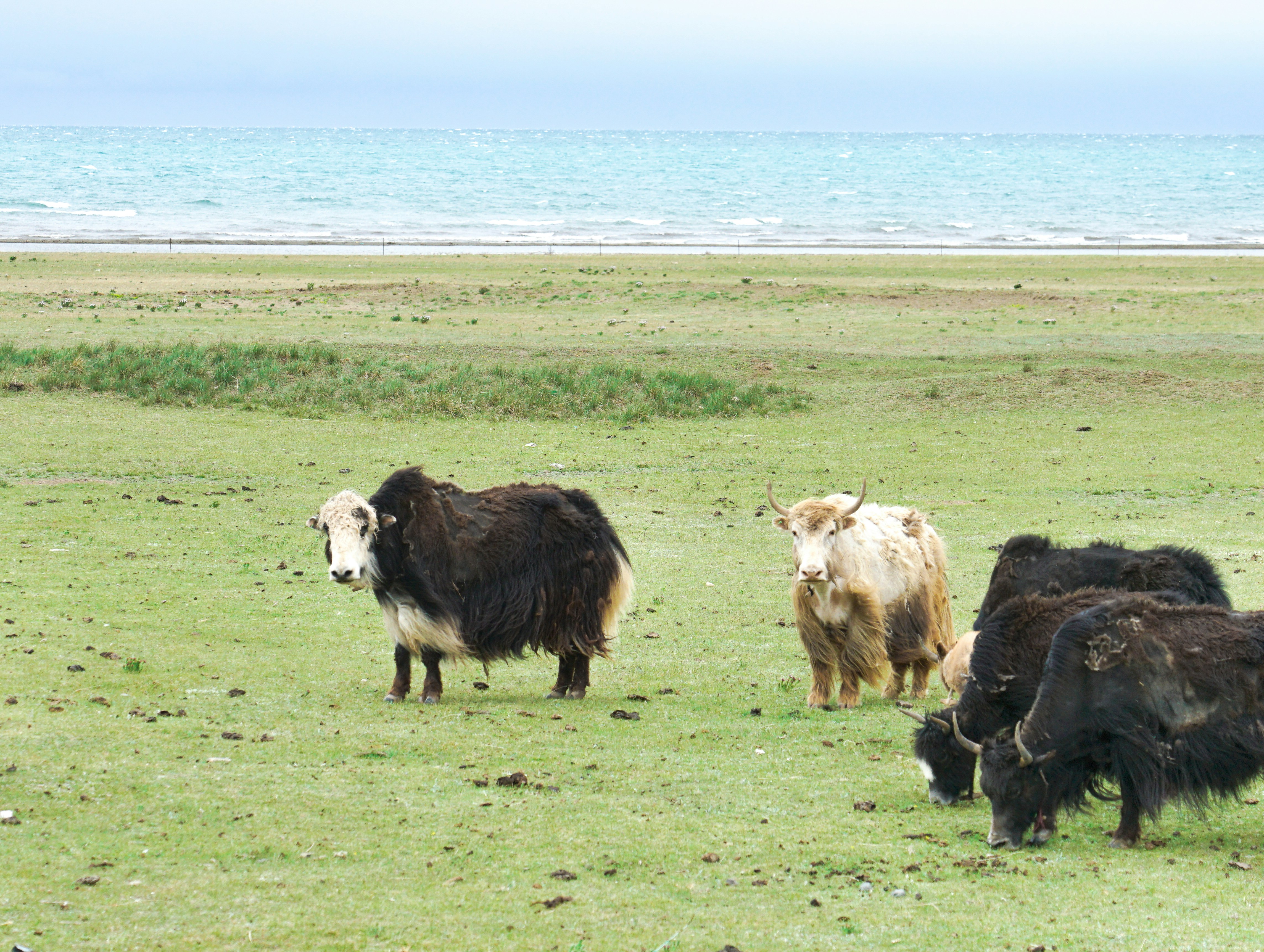Grazing on the Seagrass: A Coastal Herd at Dusk