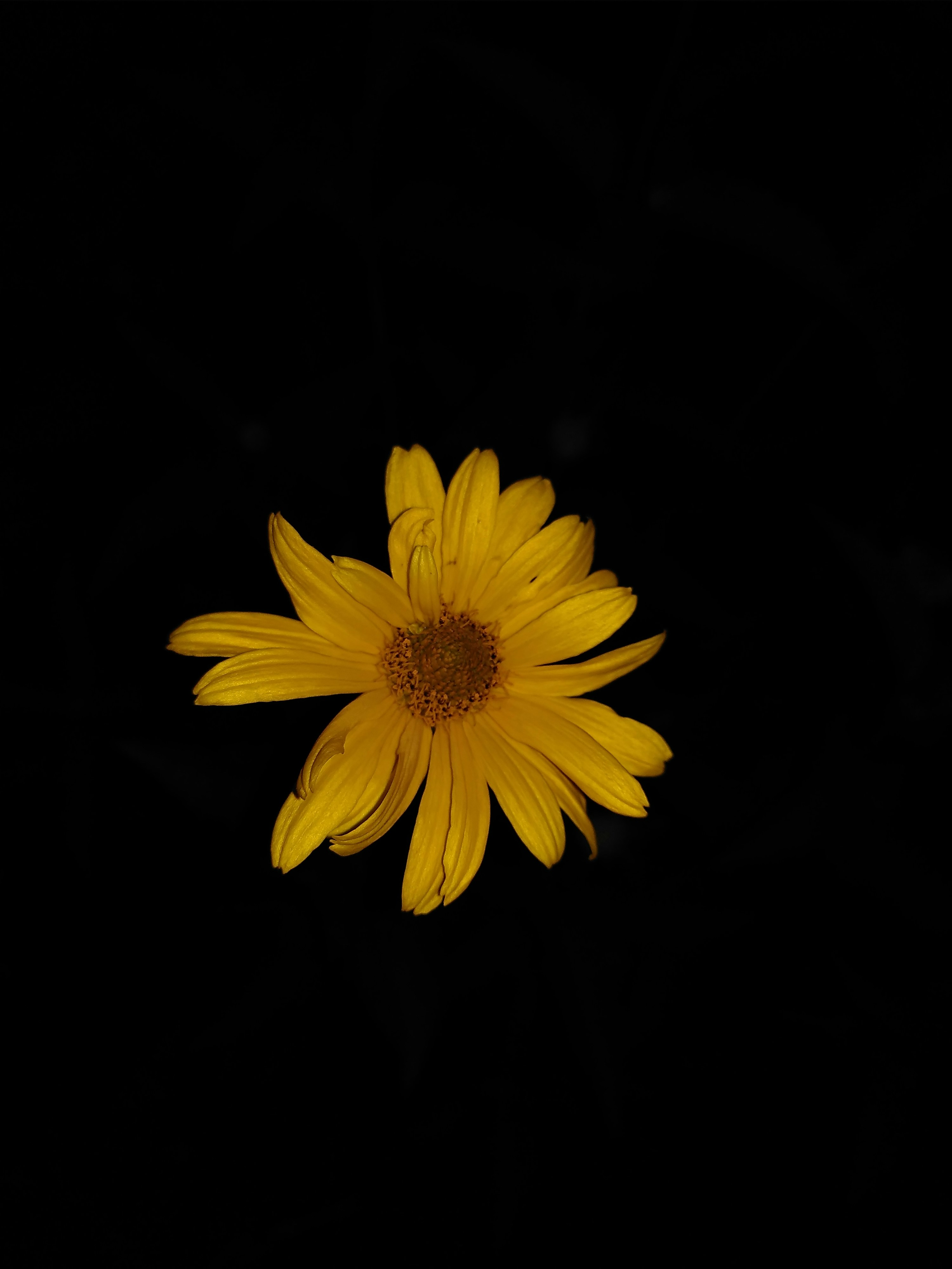 A vibrant yellow flower stands out against a deep black background, showcasing its intricate petals and central disc. The contrast highlights the flower's unique beauty.