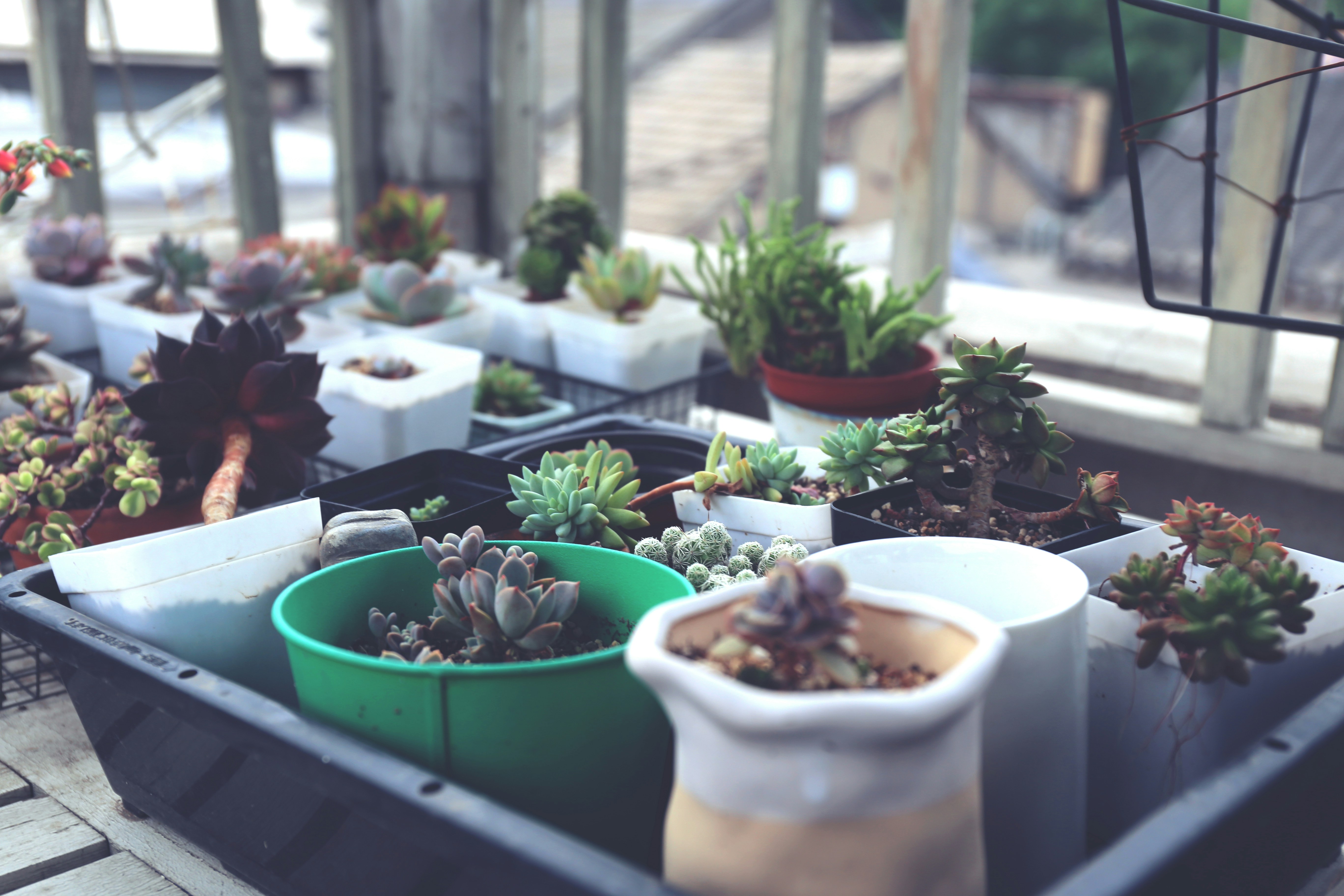 A vibrant collection of potted succulents arranged on a balcony, showcasing a variety of shapes and colors. The scene captures the charm of urban gardening.