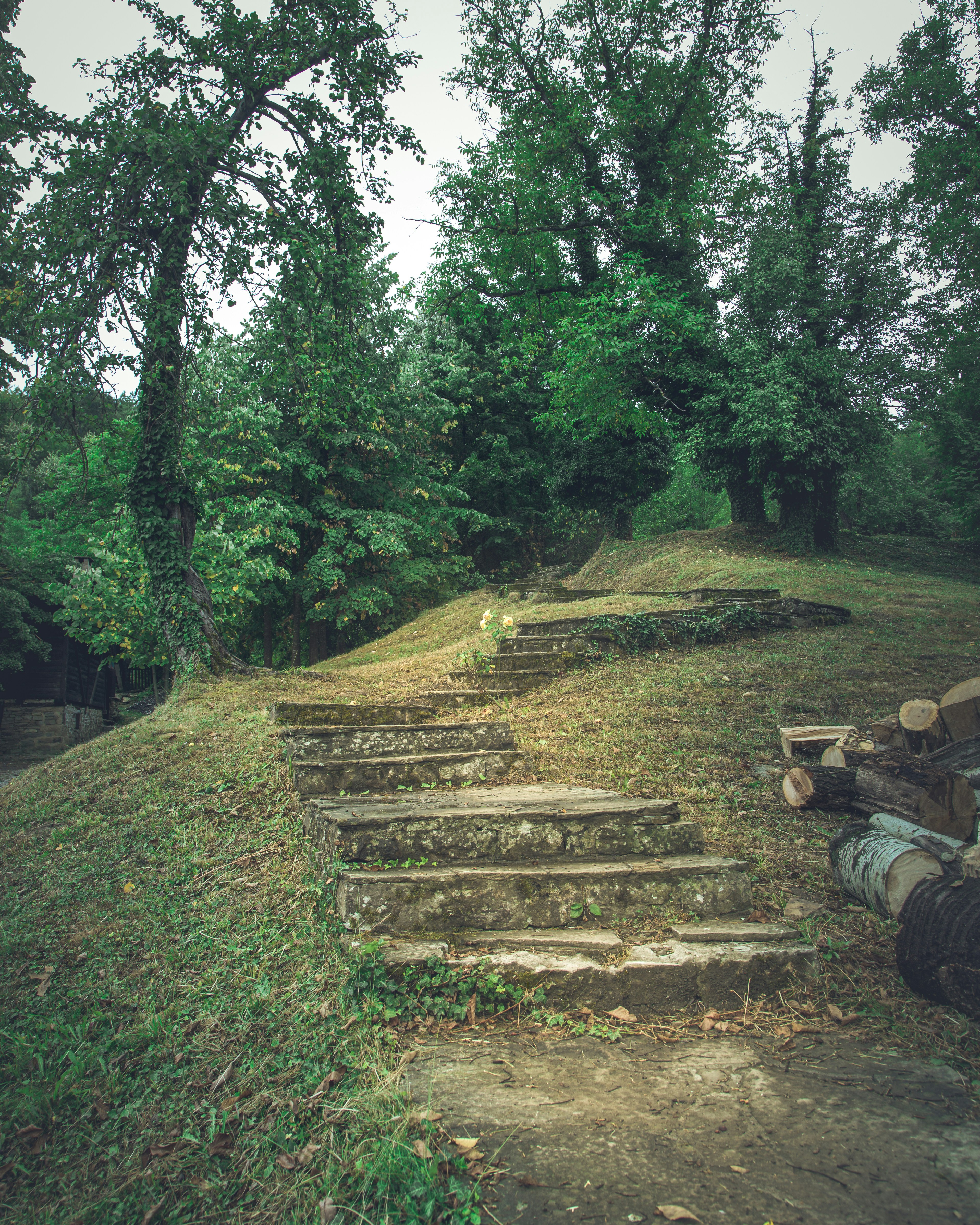 Stone steps lead through lush greenery, inviting exploration into the serene forest landscape.