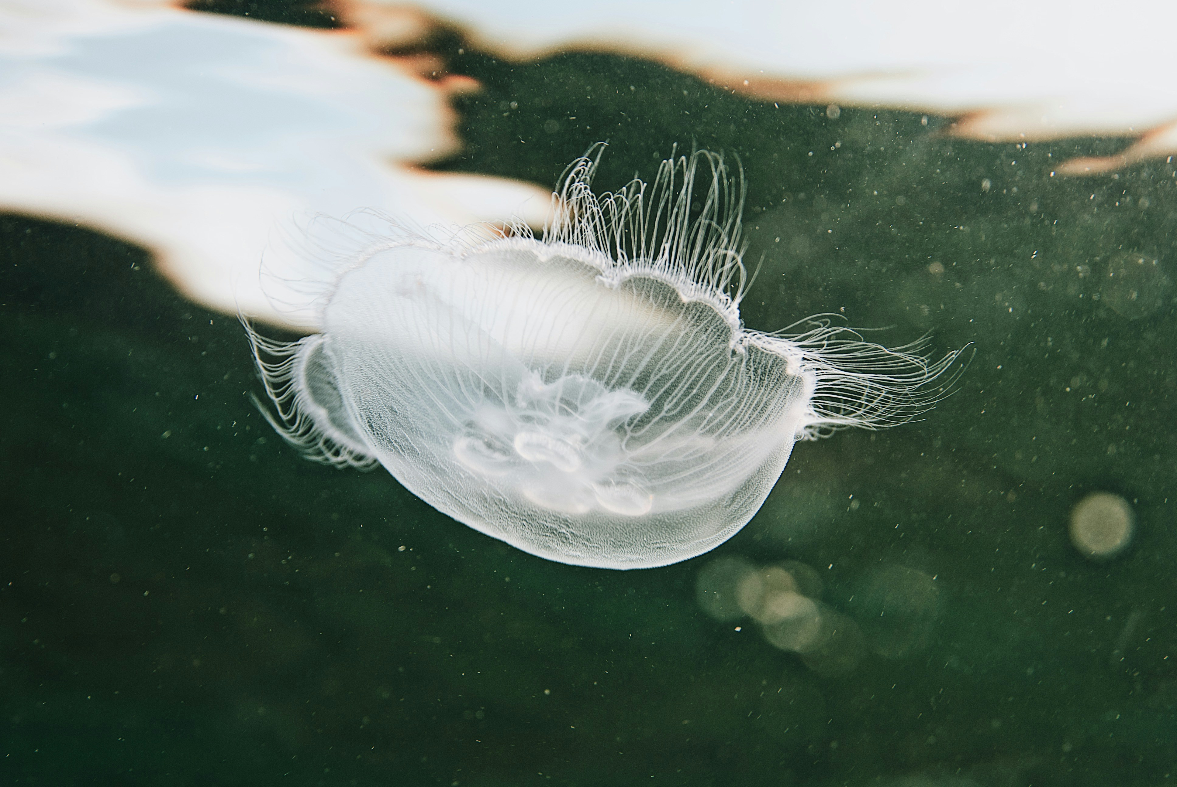 Glowing Veil in Green Depths: A Jellyfish's Quiet Drift