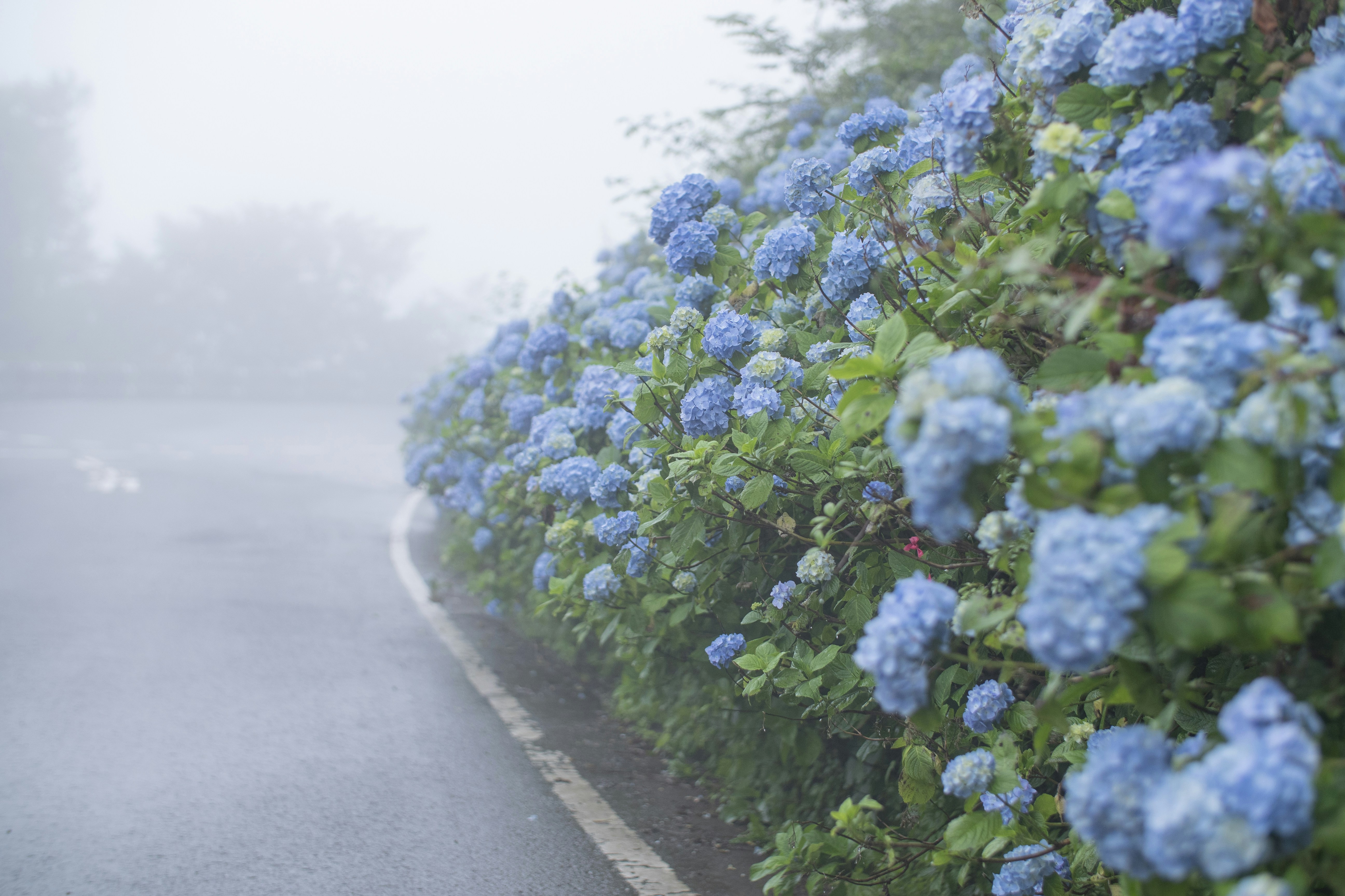 Mist-Kissed Hydrangea Verge Along a Quiet Road