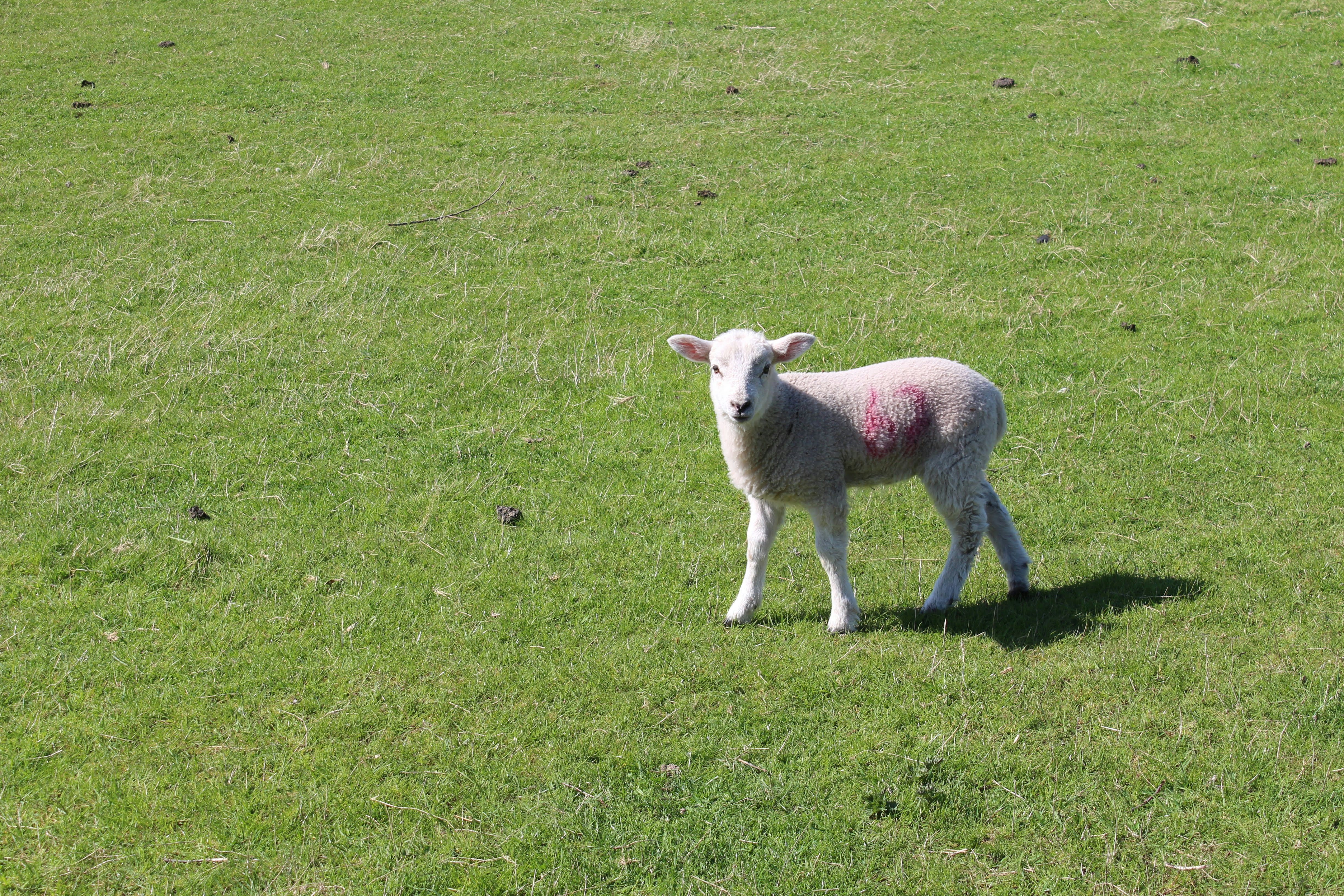 white sheep on green grass field during daytime