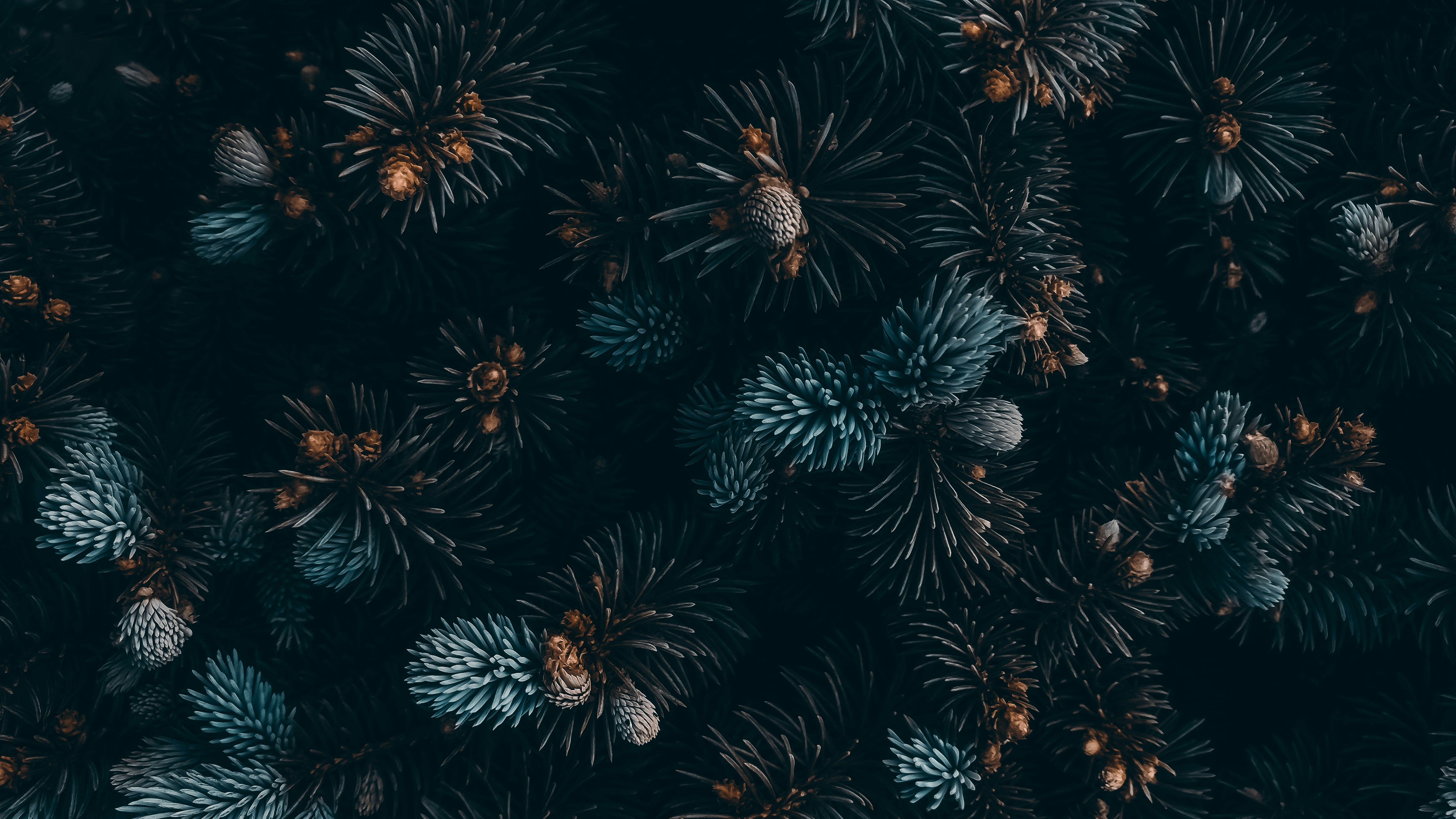 Micro Nature Pictures | Download Free Images on Unsplash