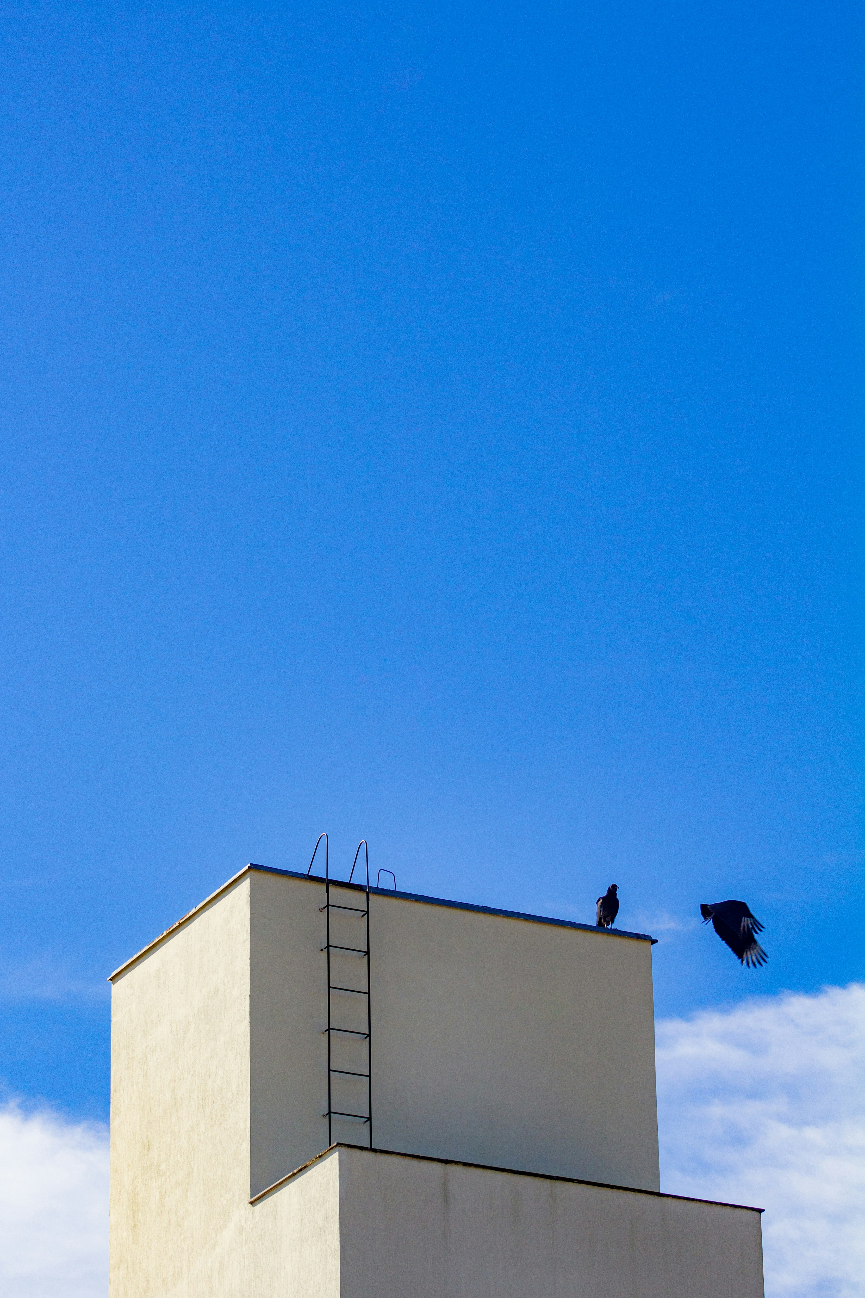 black bird on white concrete building during daytime