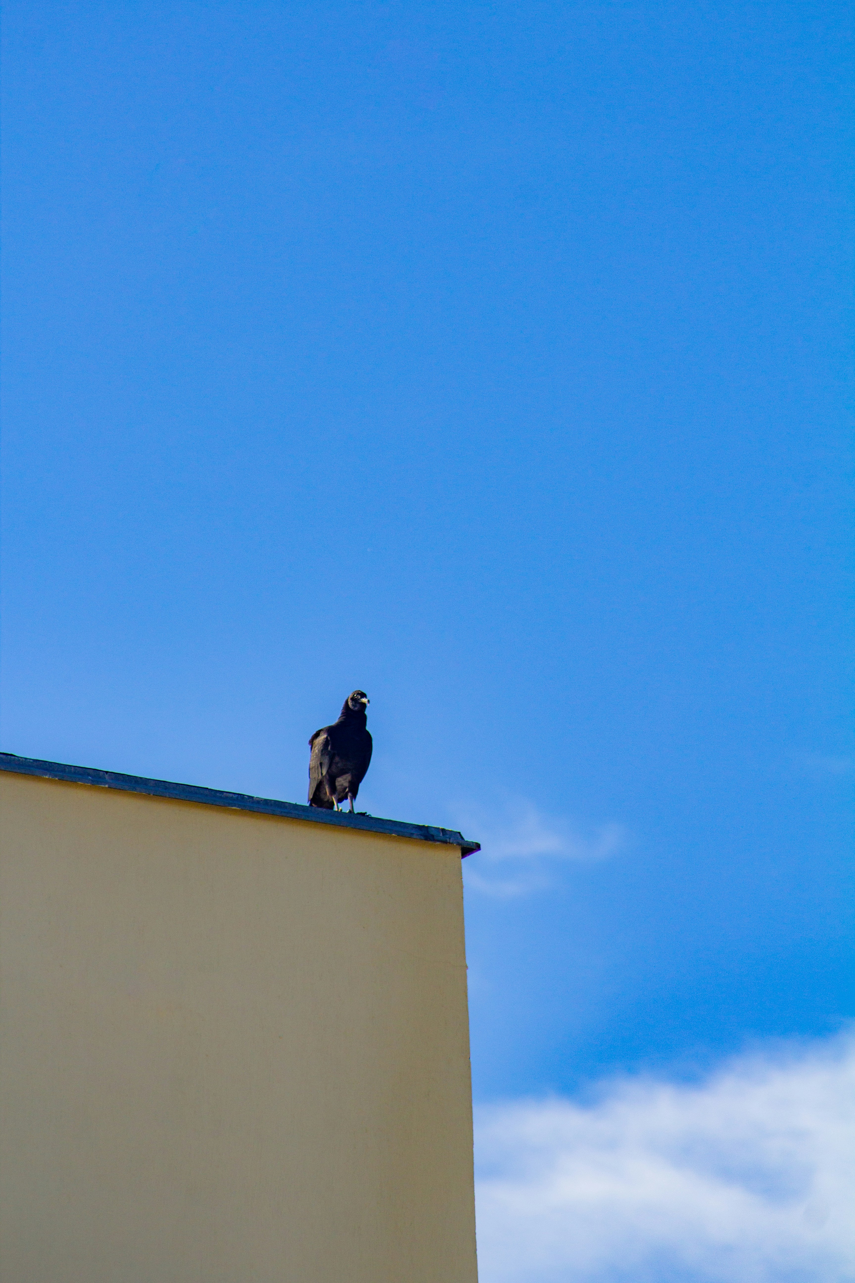 A bird perched on the edge of a building, surveying its surroundings against a clear blue sky.