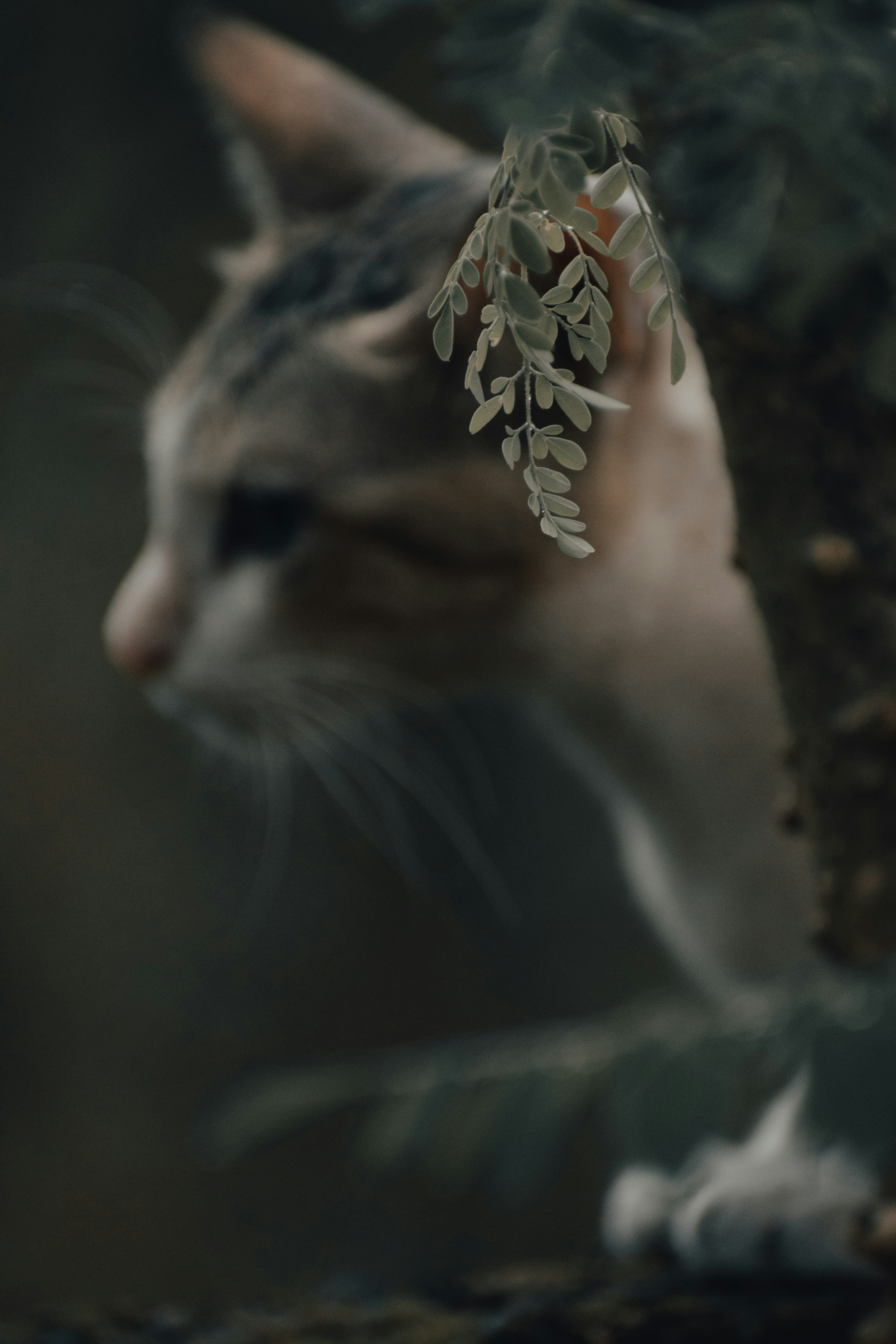 Hidden Observer: A Cat Sifts Through Branches