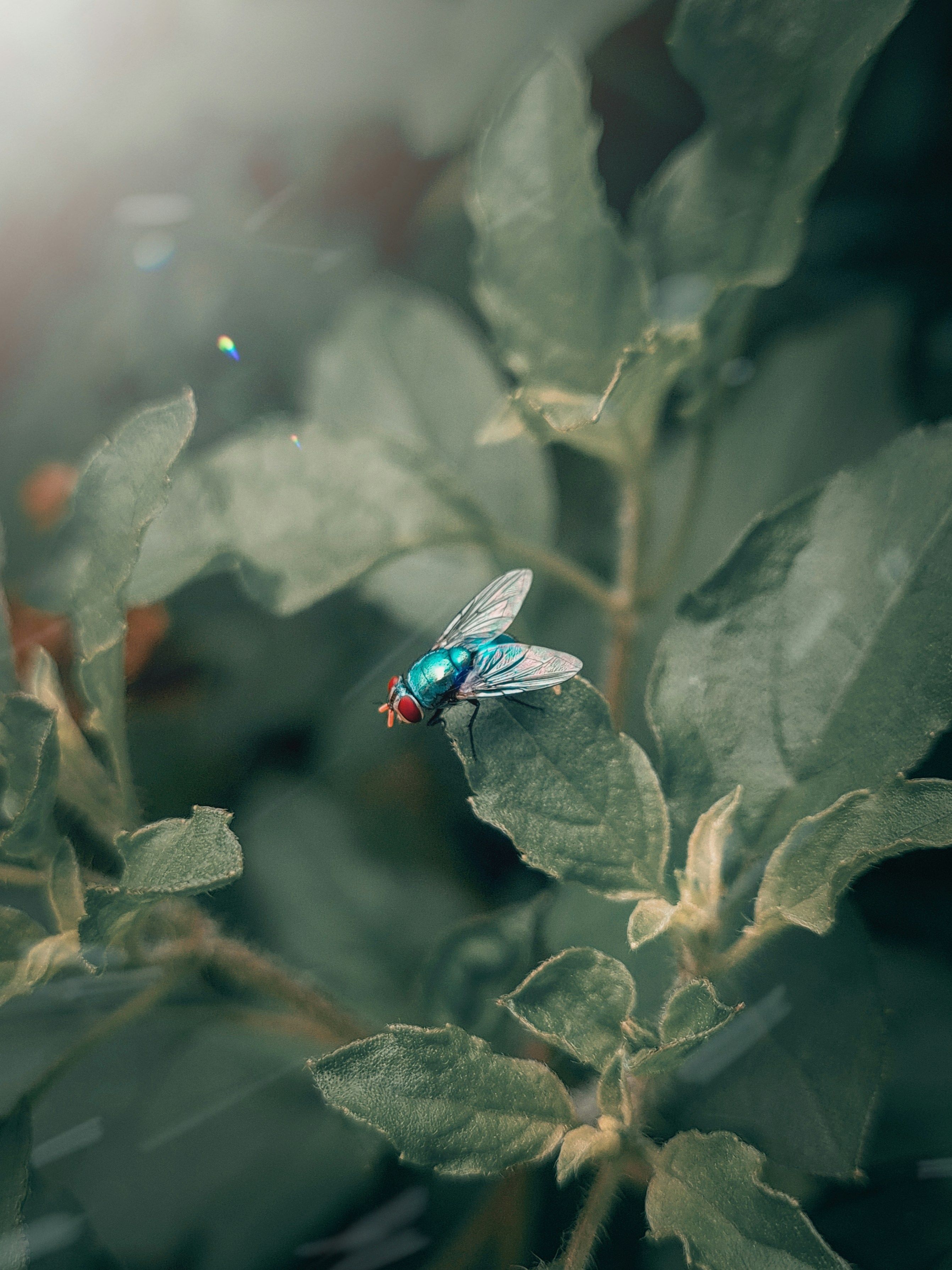 A vibrant fly perched on lush green leaves, showcasing intricate details of its wings and body. The play of light adds depth to the scene.