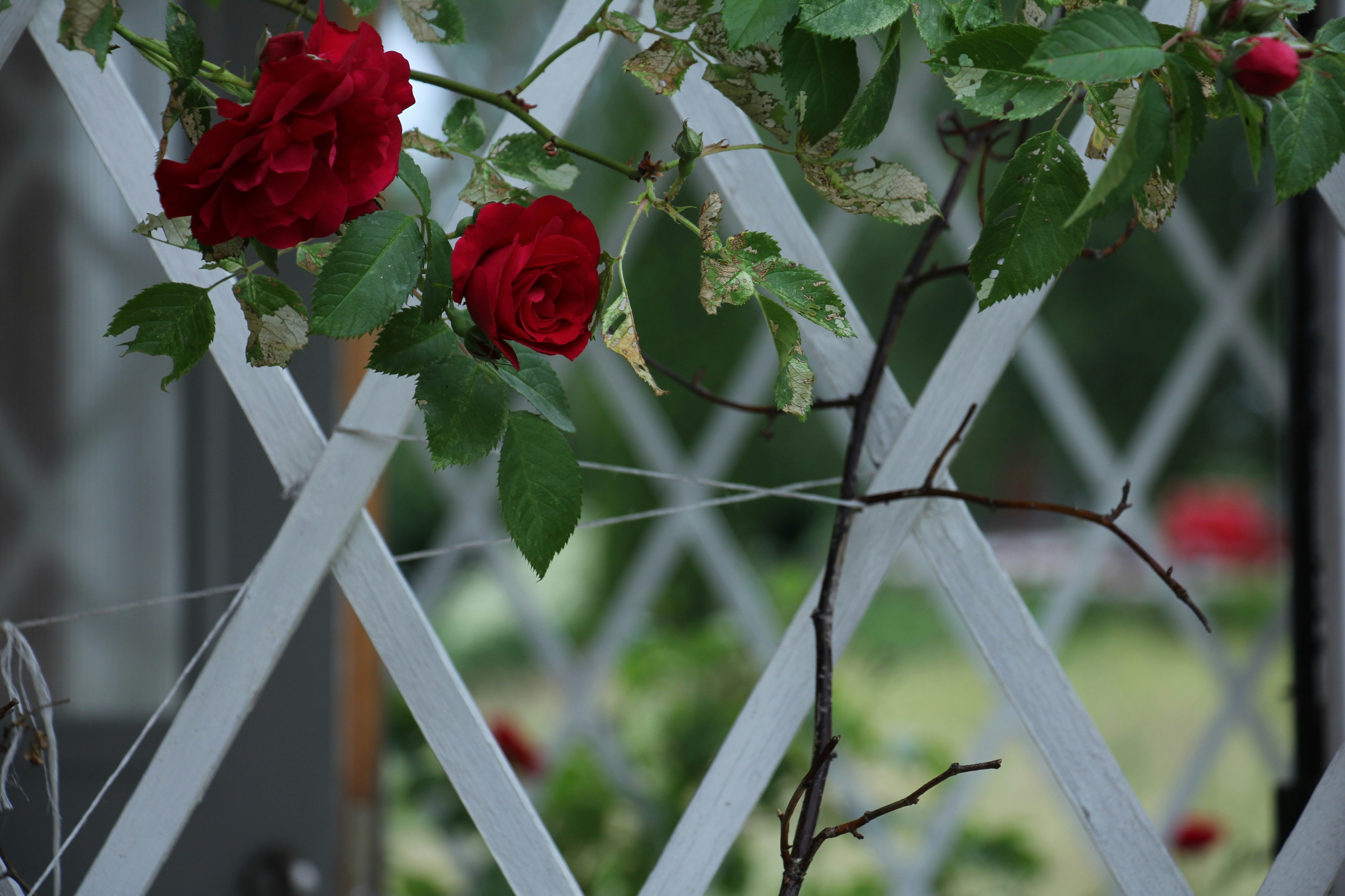 Crimson Rose Framed by White Lattice in a Quiet Garden
