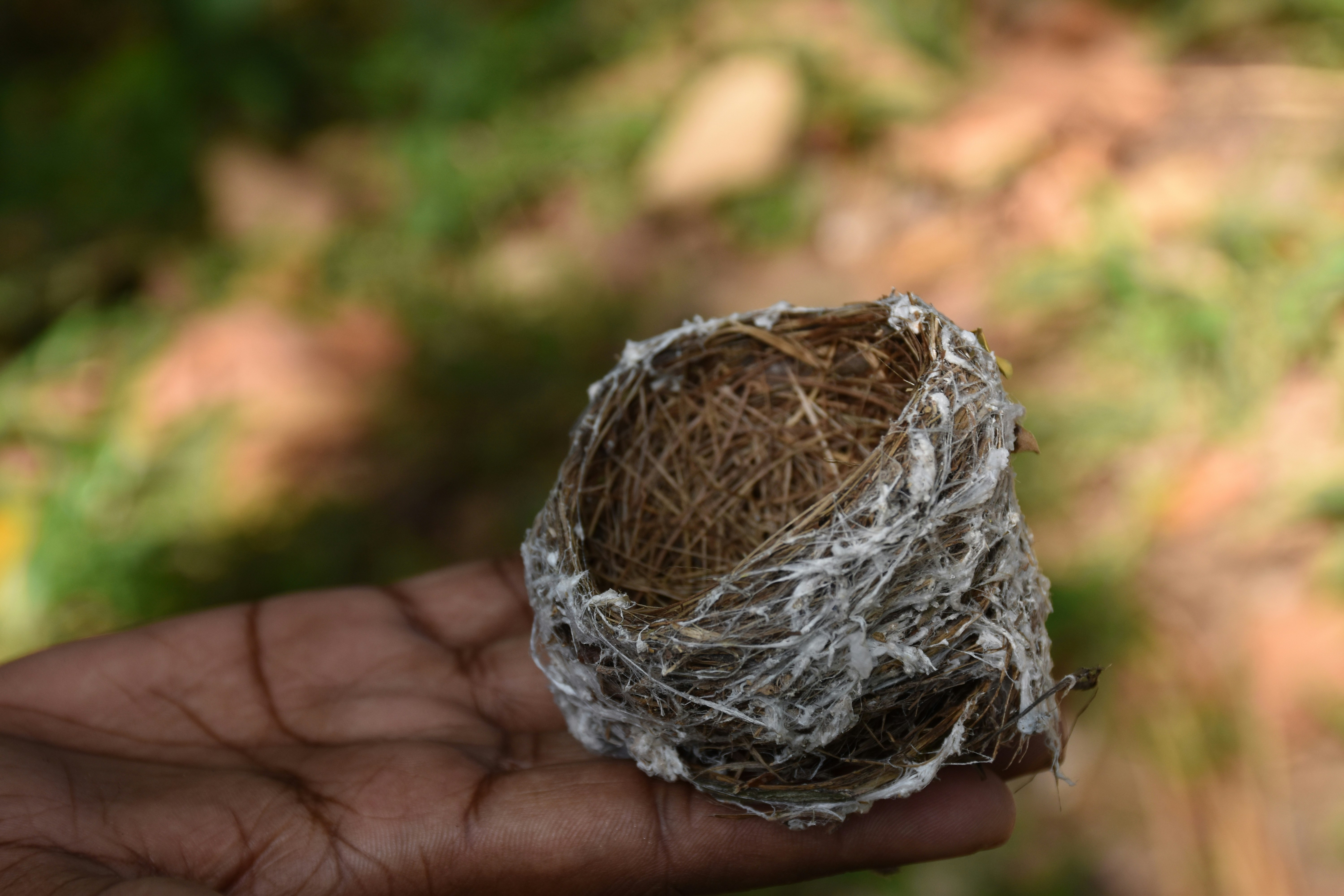 Nest Cradled on an Open Palm: Twigs, Fiber, and Quiet Light
