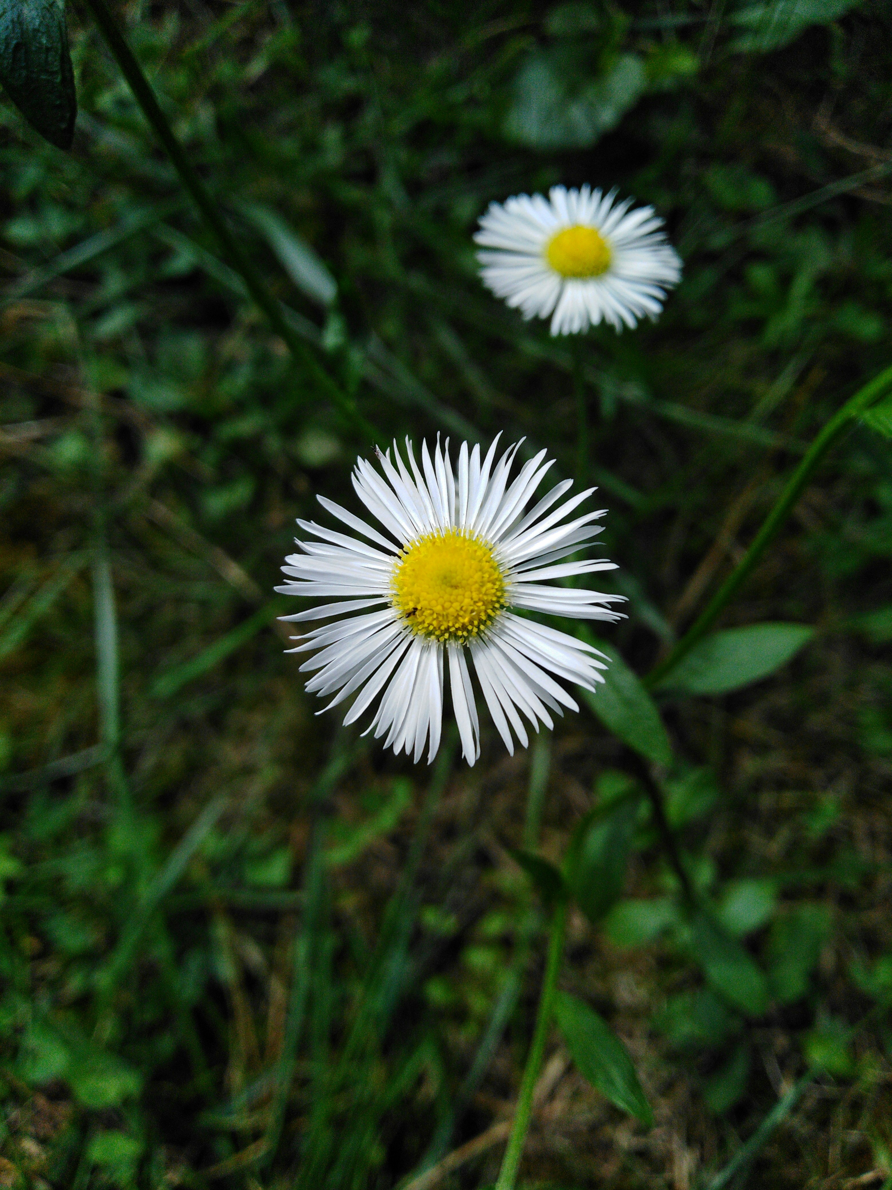 Close-up of a white daisy with a vibrant yellow center, surrounded by lush green foliage. The image highlights the delicate petals and natural beauty of the flower.