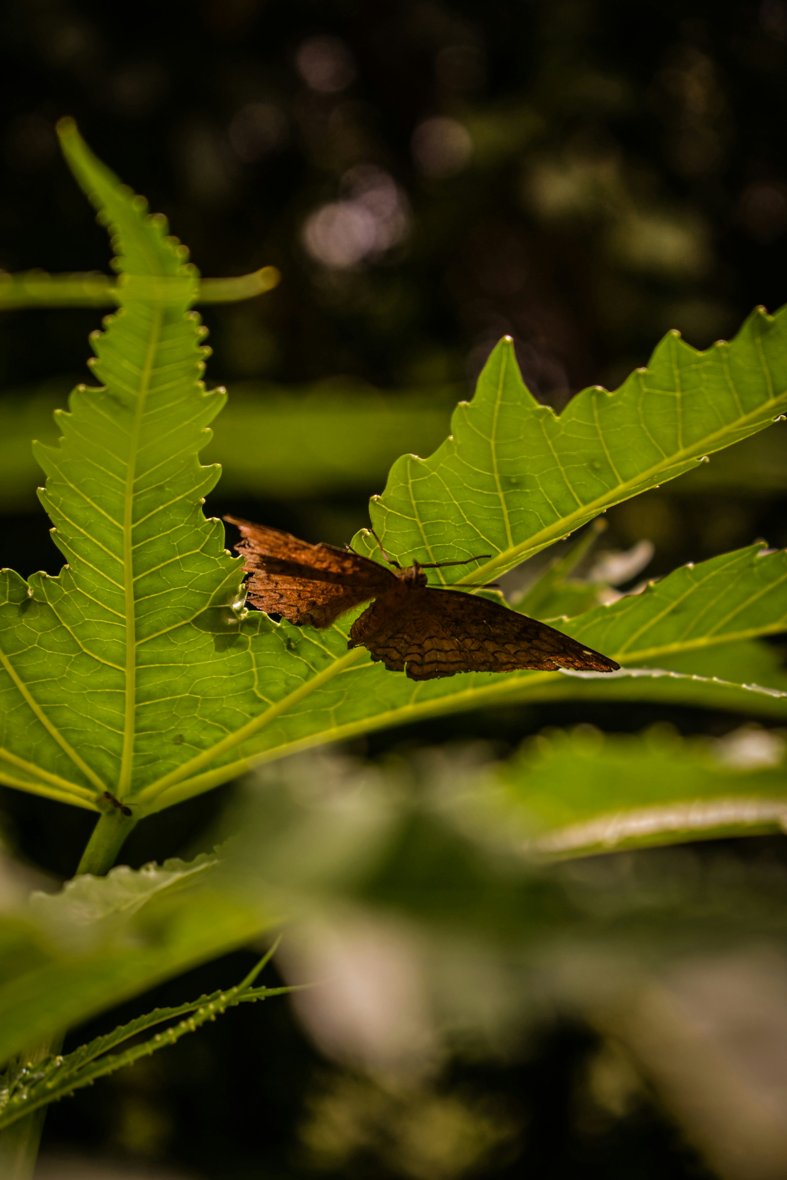 A butterfly rests delicately on vibrant green leaves, blending harmoniously with its natural surroundings. The soft focus highlights the intricate details of the foliage.