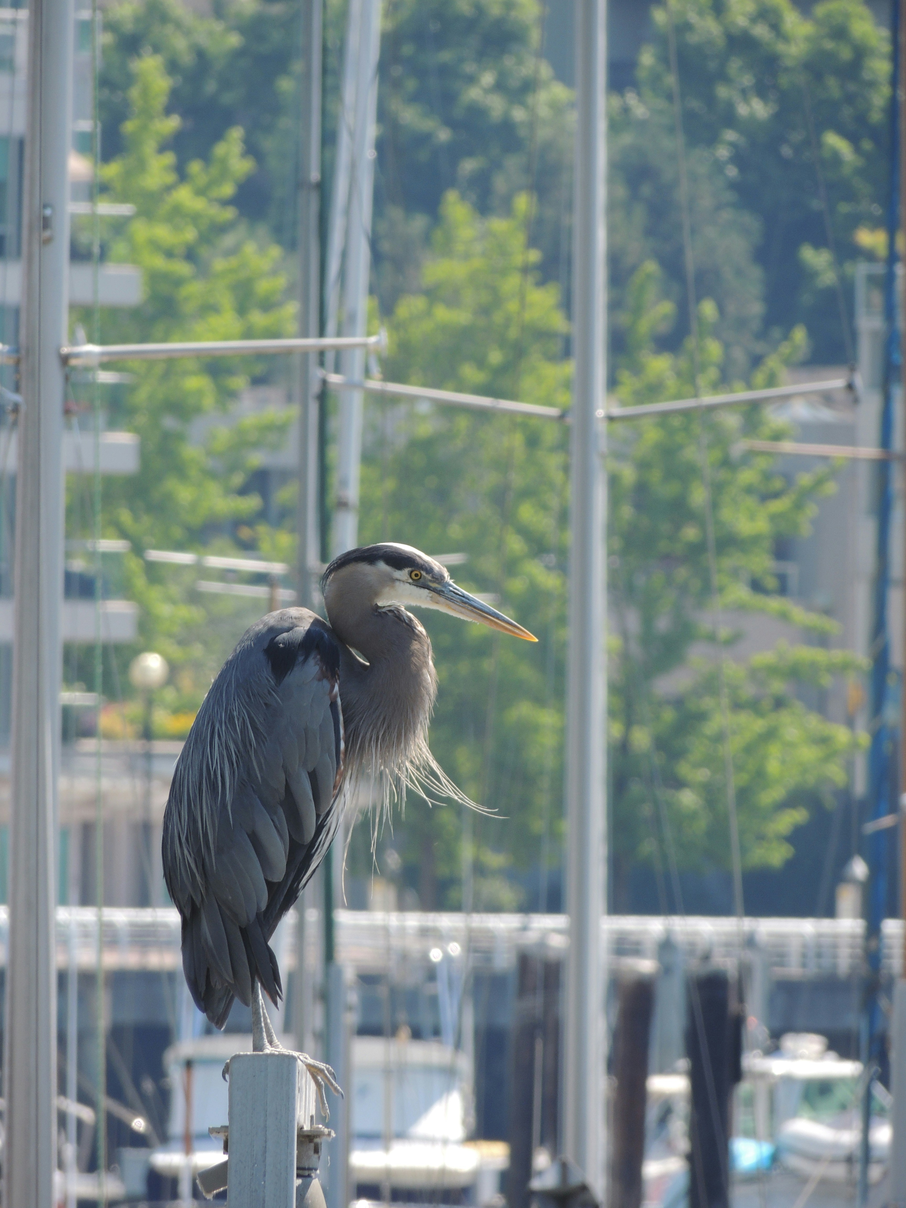 Blue Heron at Docks: A Quiet Perch Among Masts and Glass