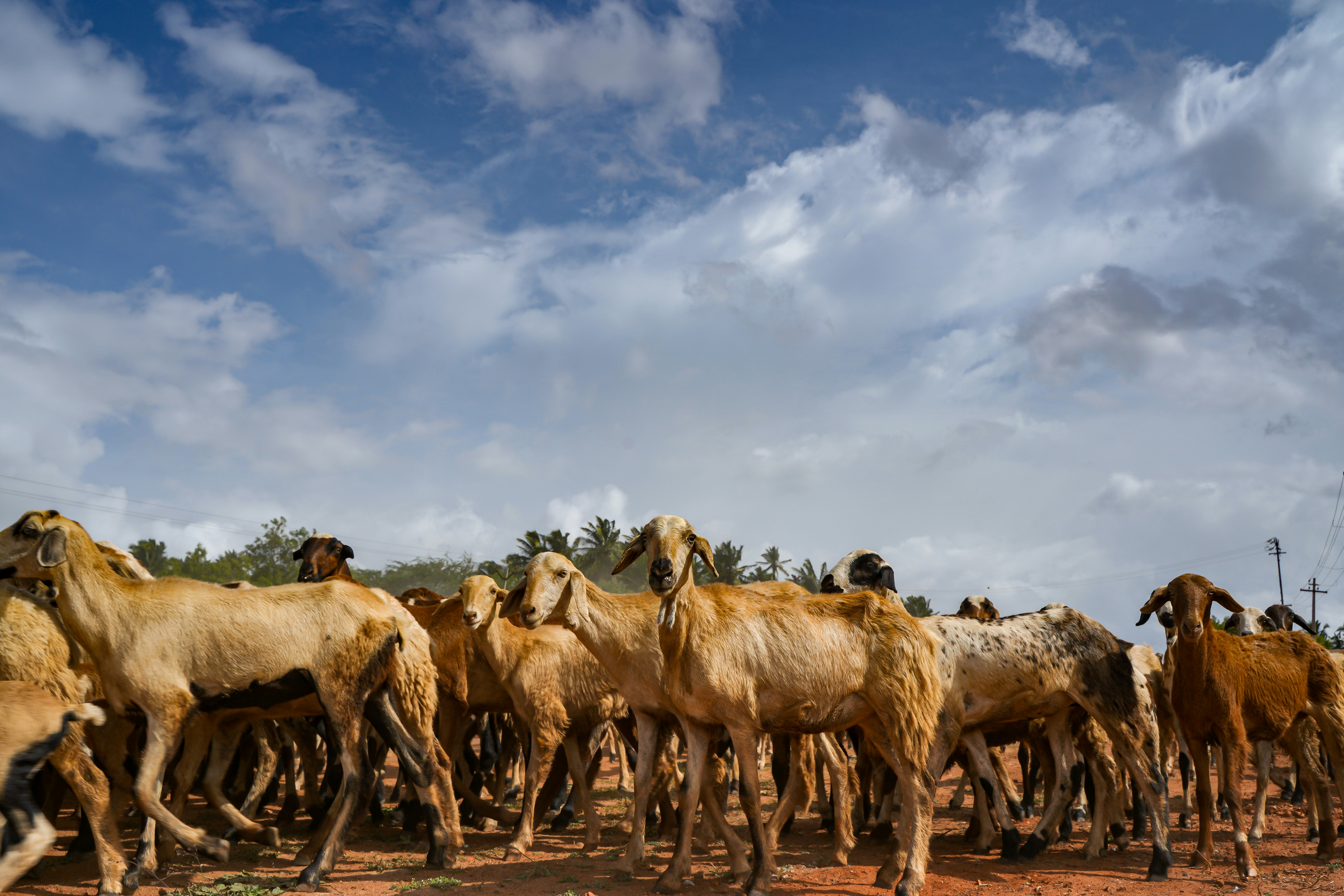 A bustling herd of sheep moving across a sunlit landscape, showcasing their unique textures and colors against a dramatic sky.
