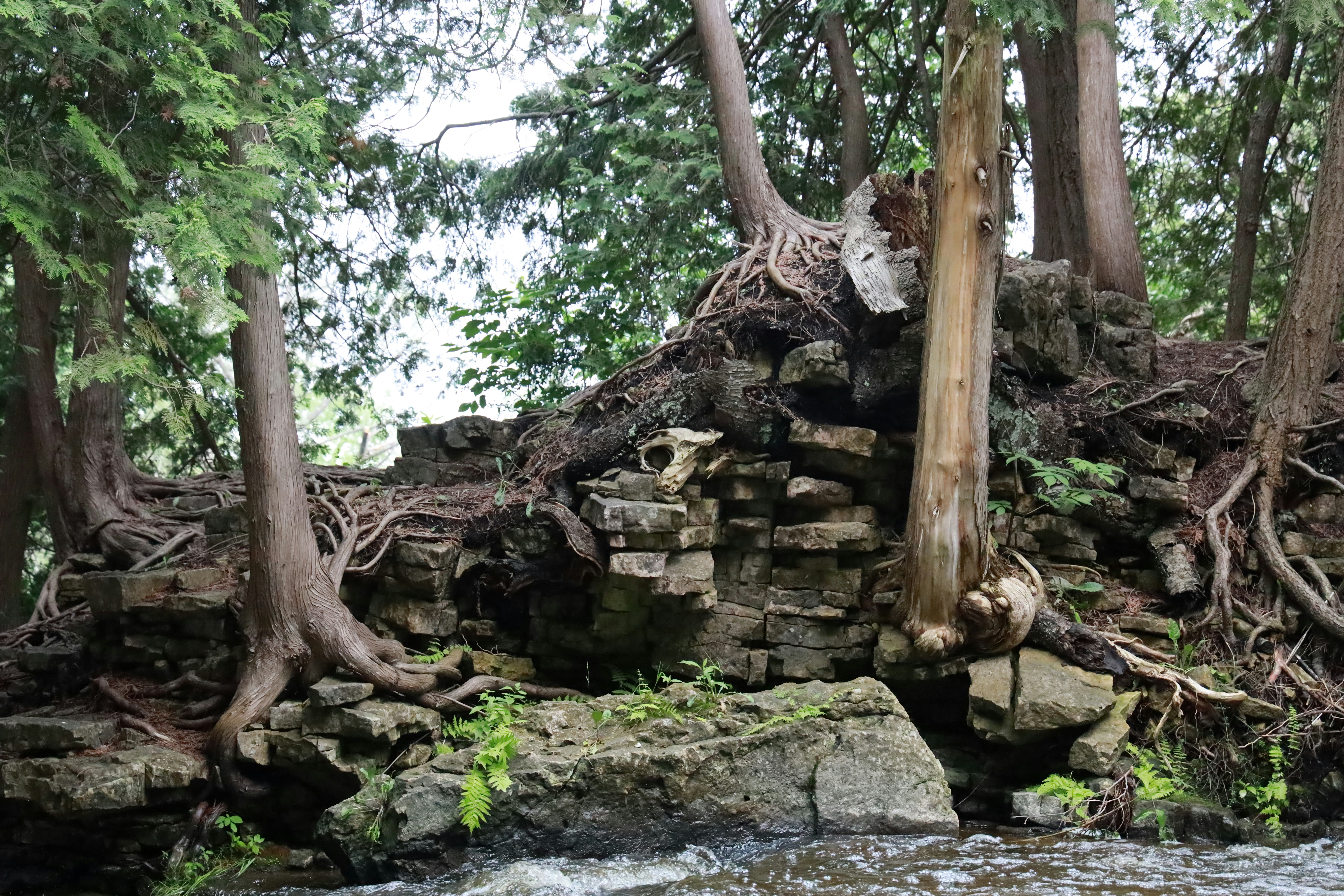 Brown tree trunk on gray rock photo – Free Plant Image on Unsplash