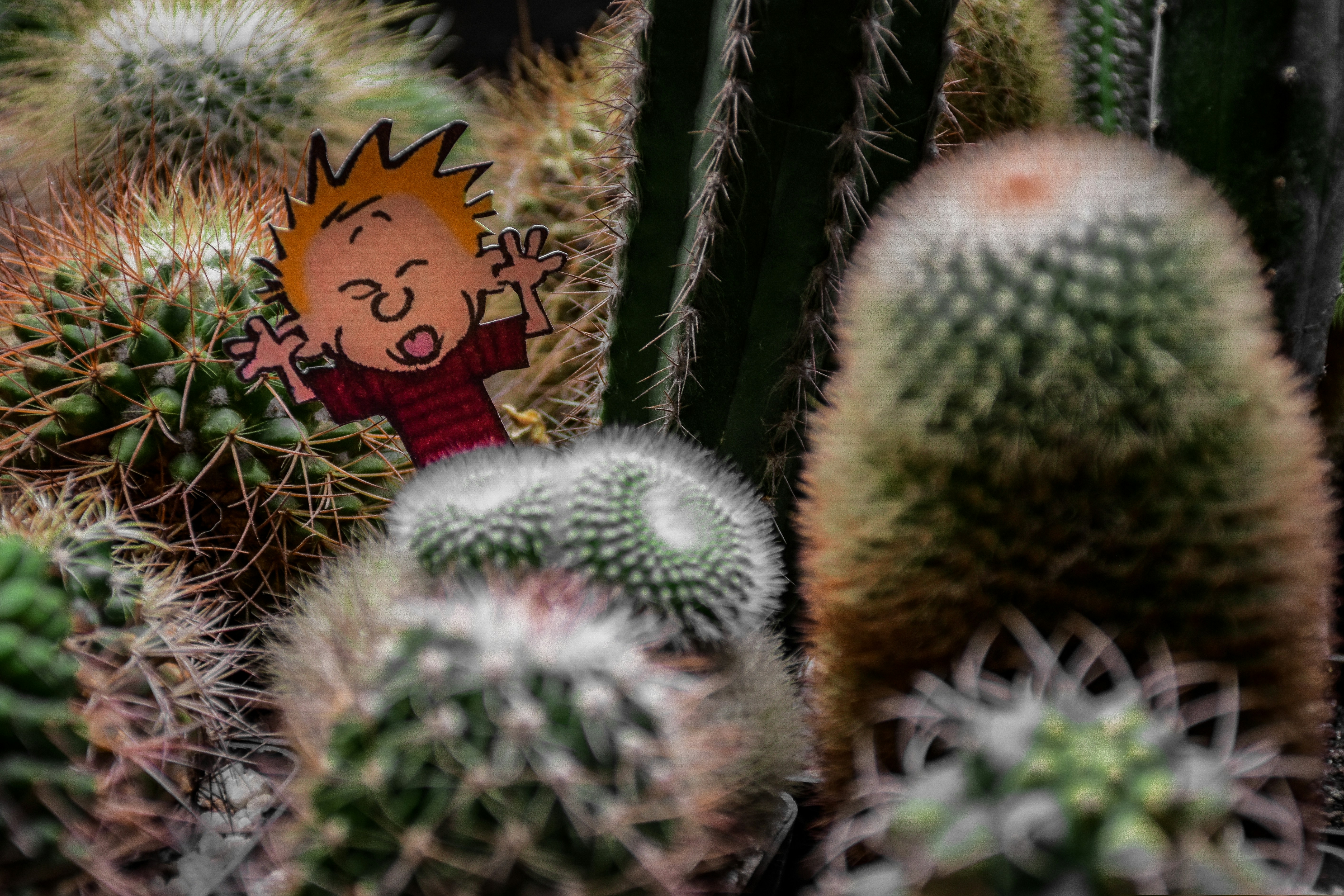 Animated Nature Pictures | Download Free Images on Unsplash
