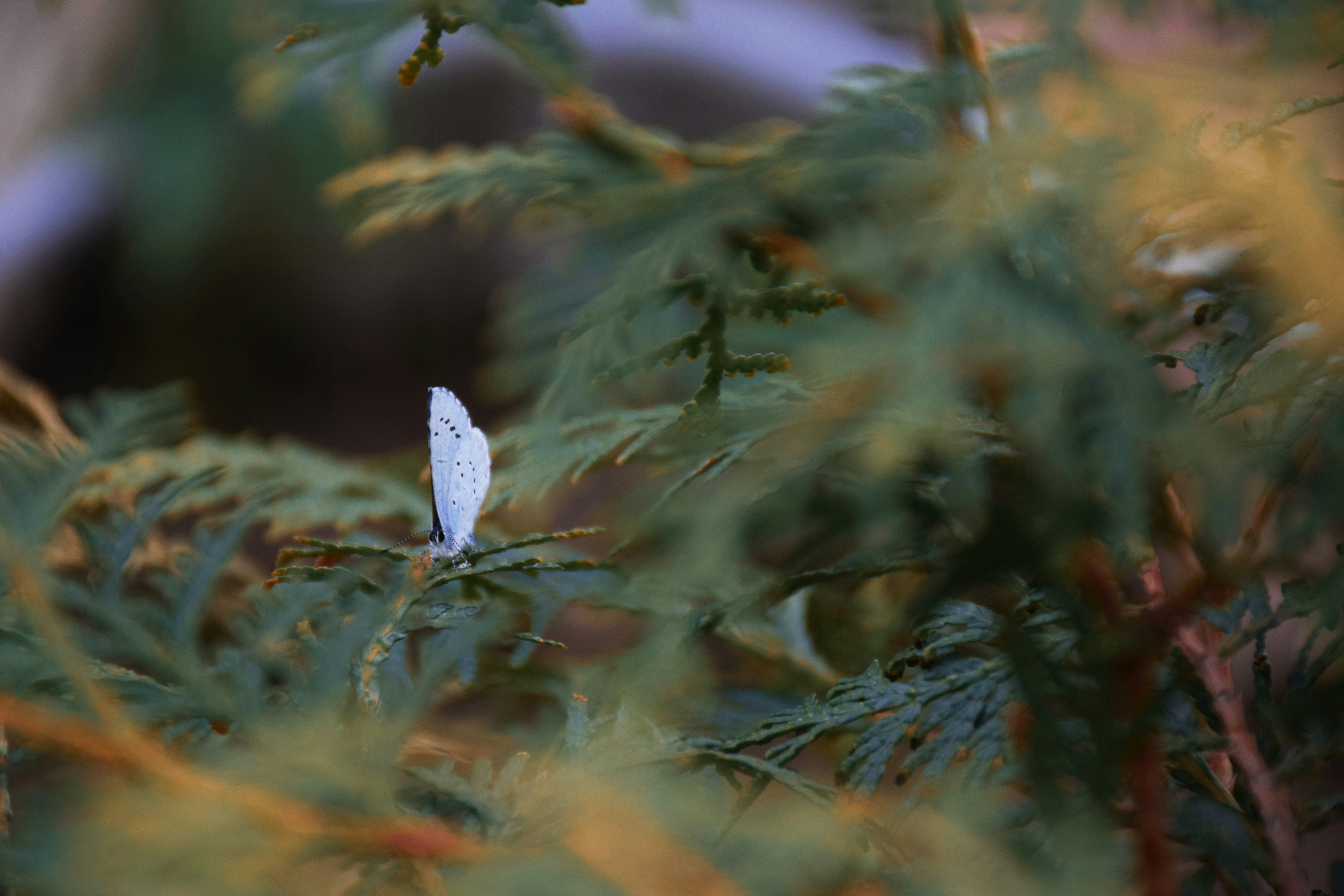 Solitary white moth resting among emerald evergreen fronds