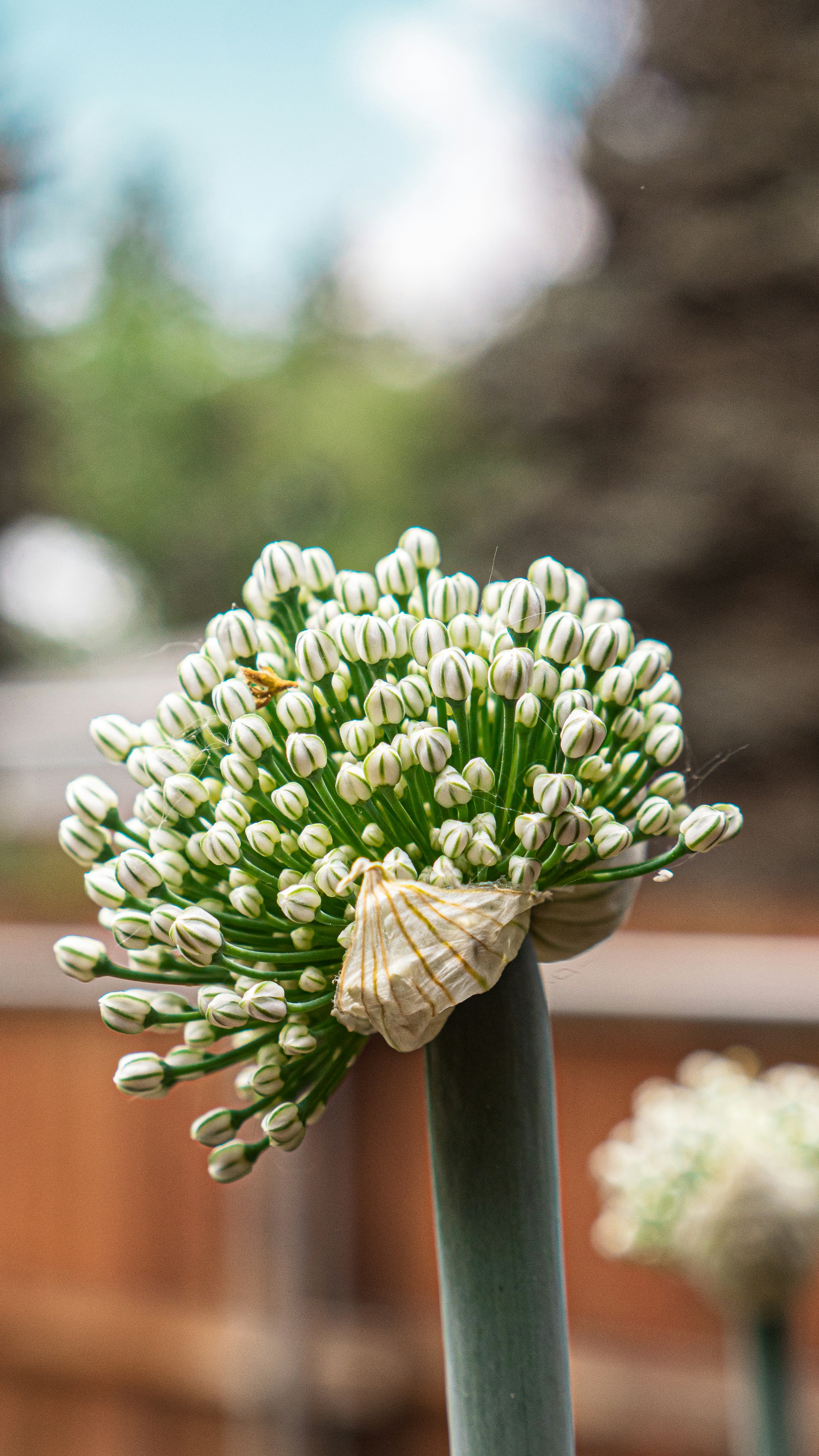 A close up of an onion flower.
