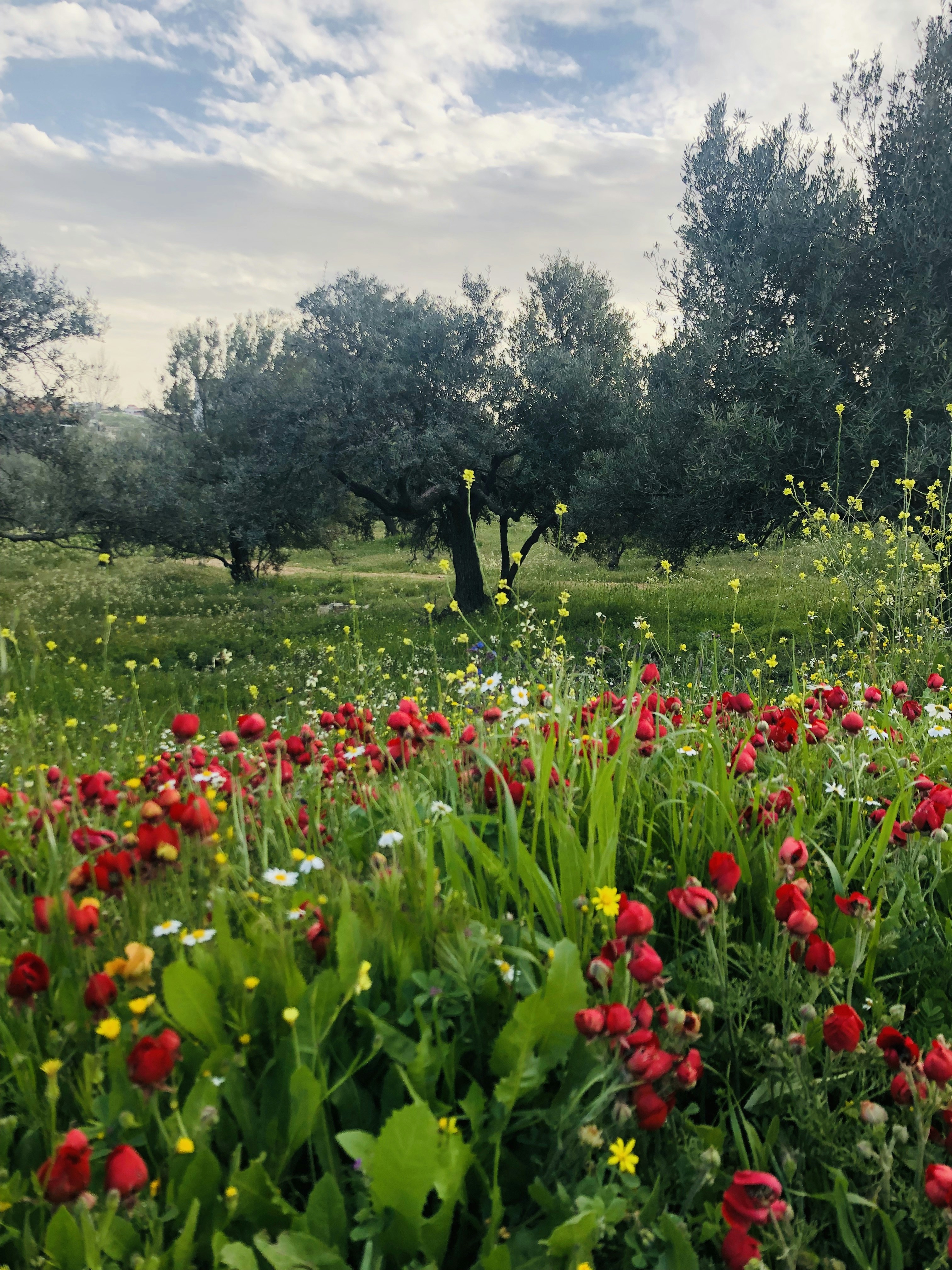 Champ de fleurs rouges pendant la journée photo – Image gratuite de ...