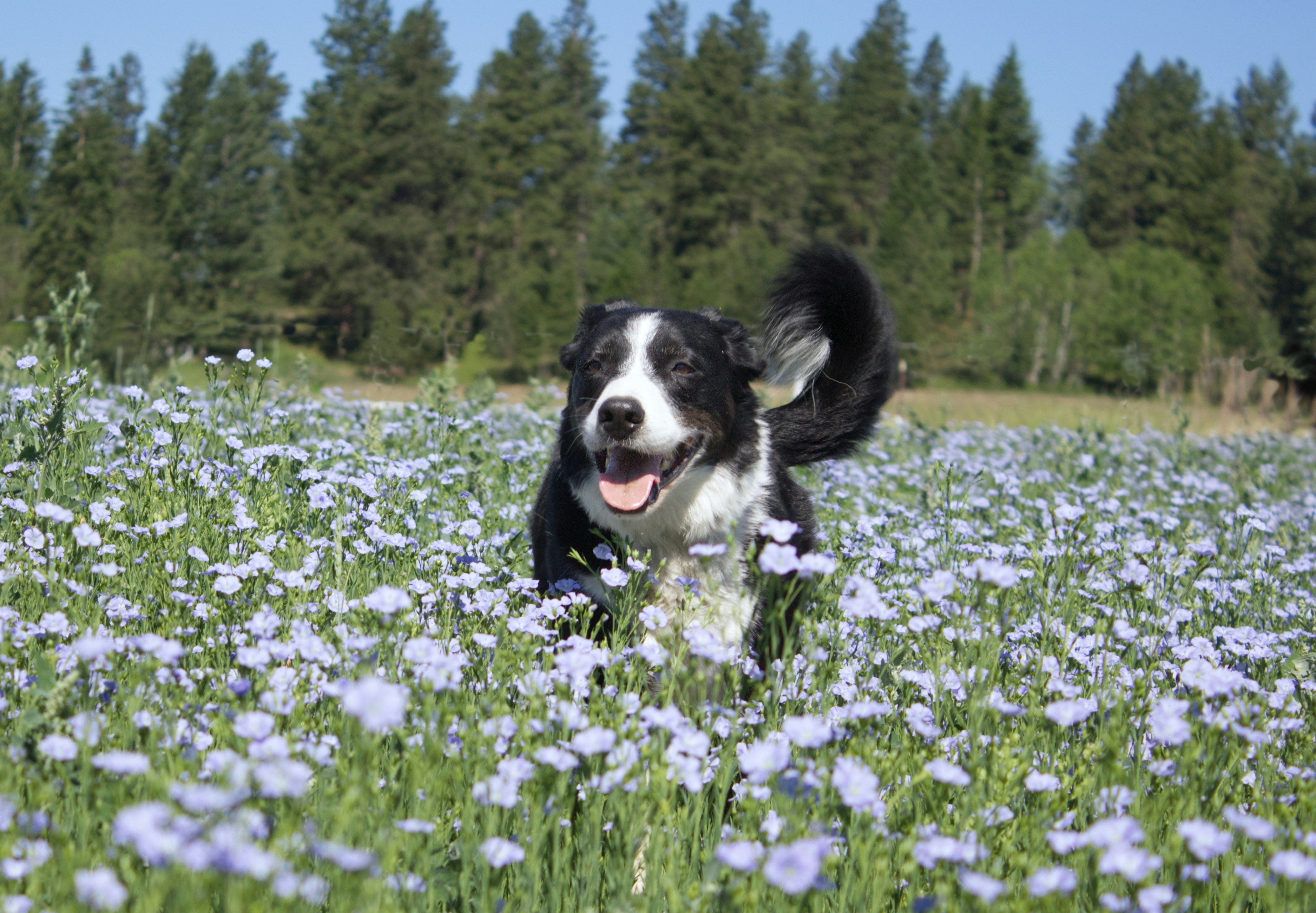 Border Collie in a meadow of pale purple blooms under a pine forest