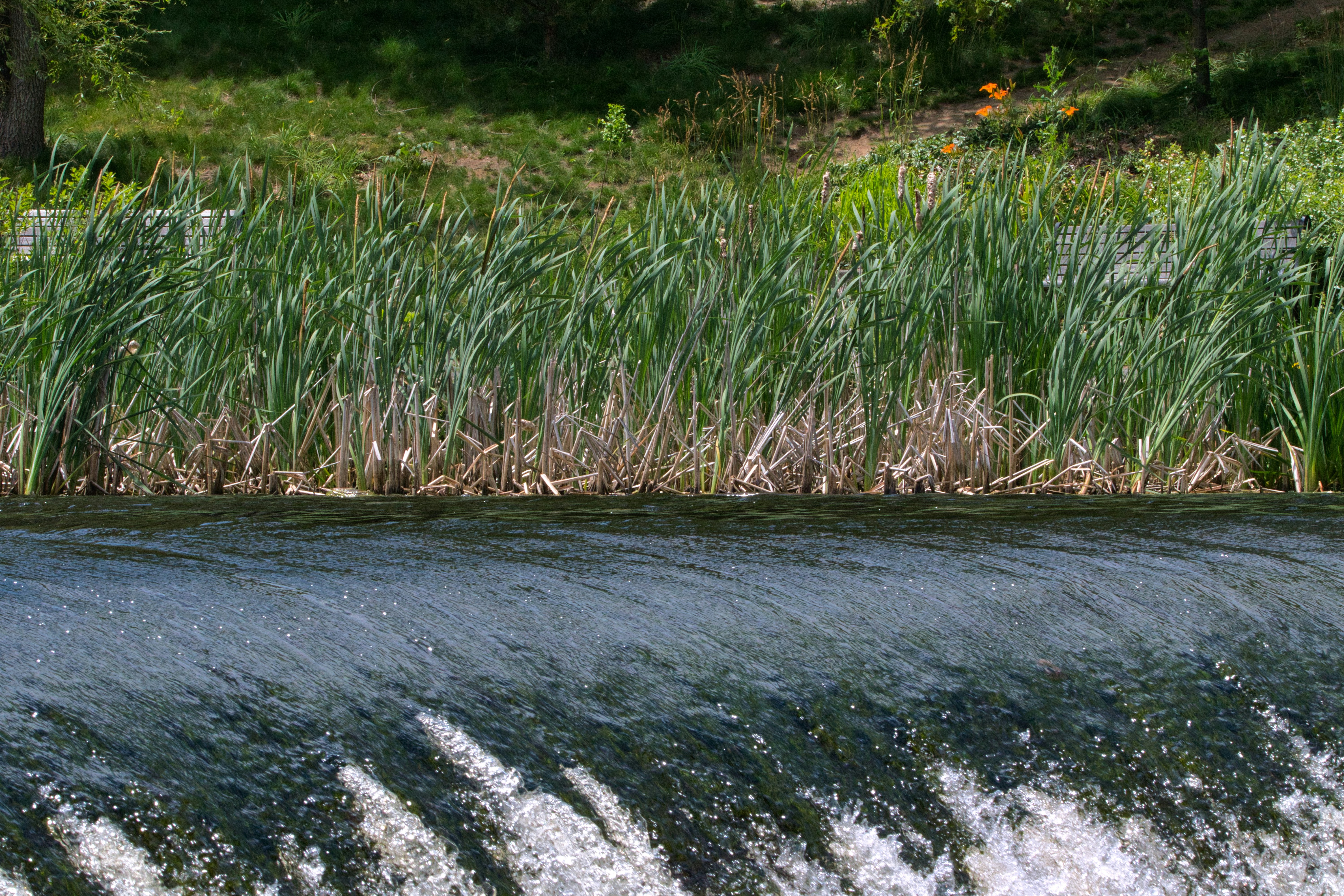 Midstream Cascade: Reeds on the Riverbank