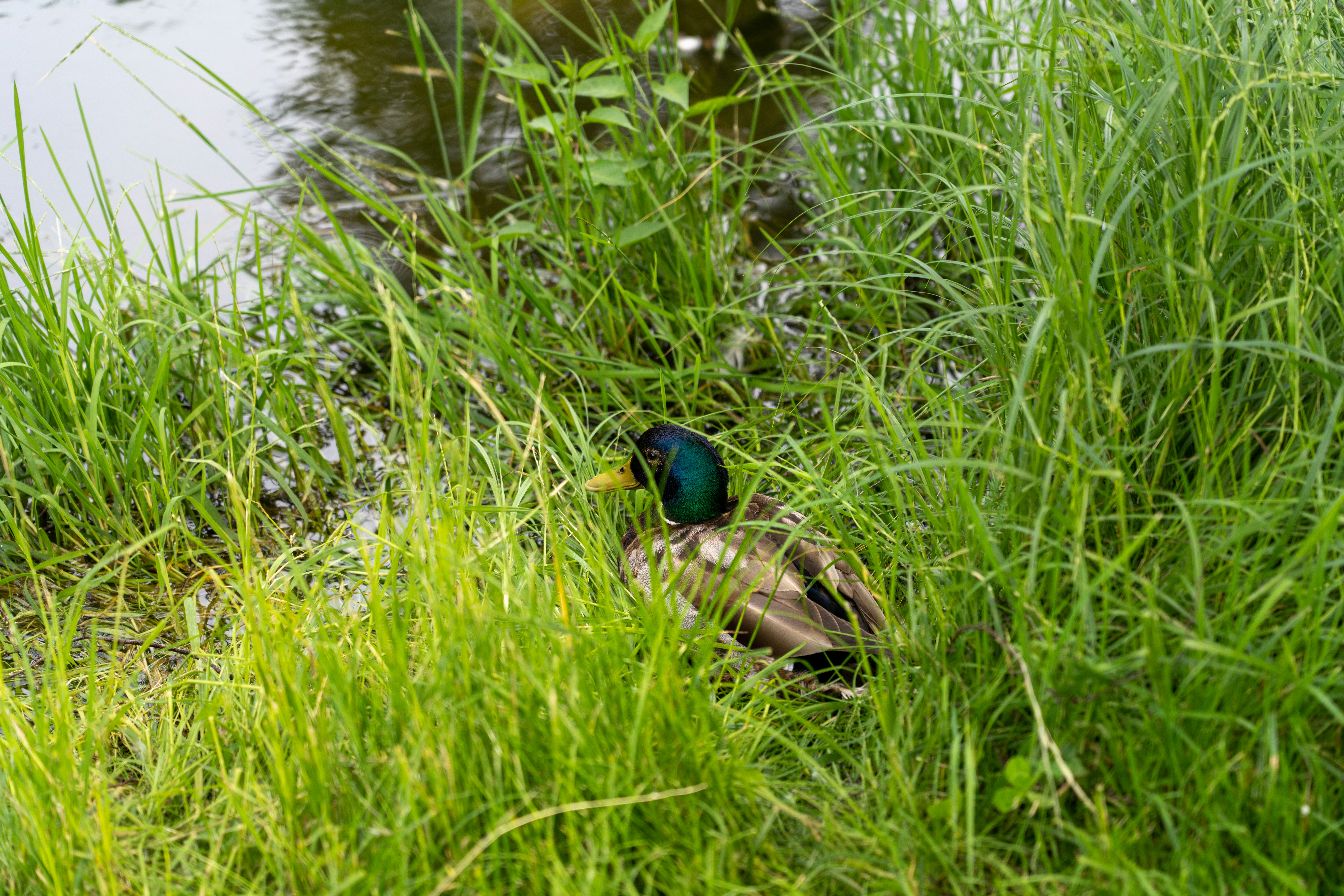 Emerald-Crowned Mallard in a Tangle of Marsh Grass