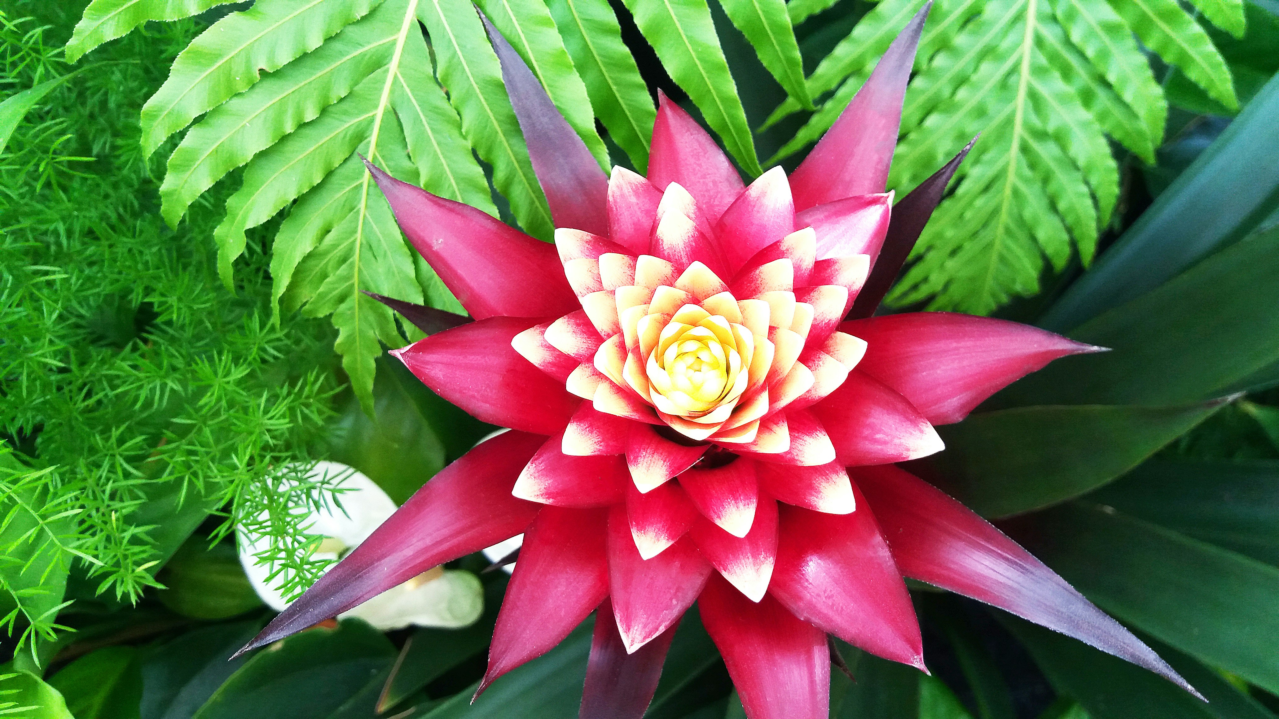 Sunburst Bromeliad: Scarlet Petals Framing a Golden Heart