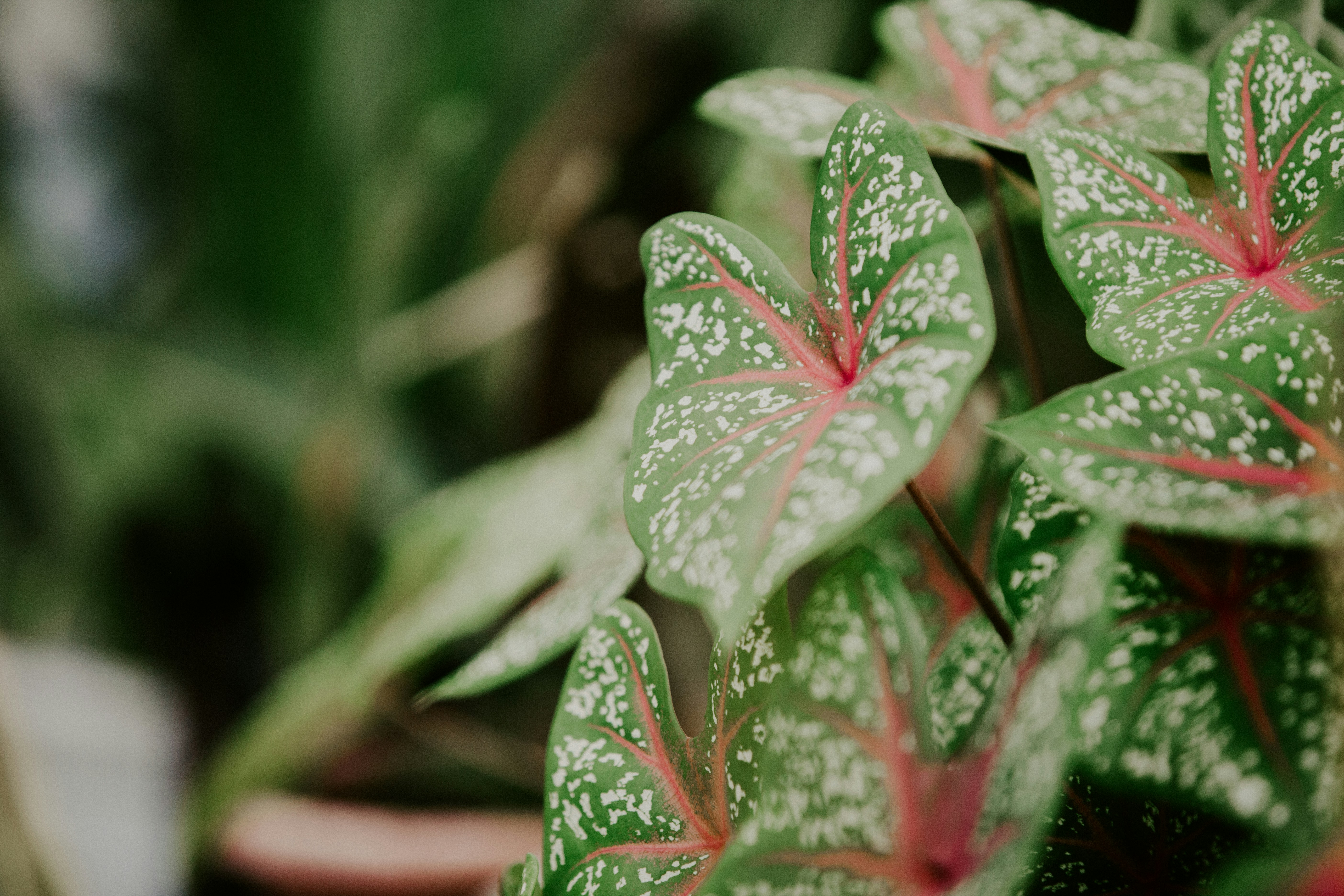Close-up of green leaves with intricate white speckles and bold red veins.
