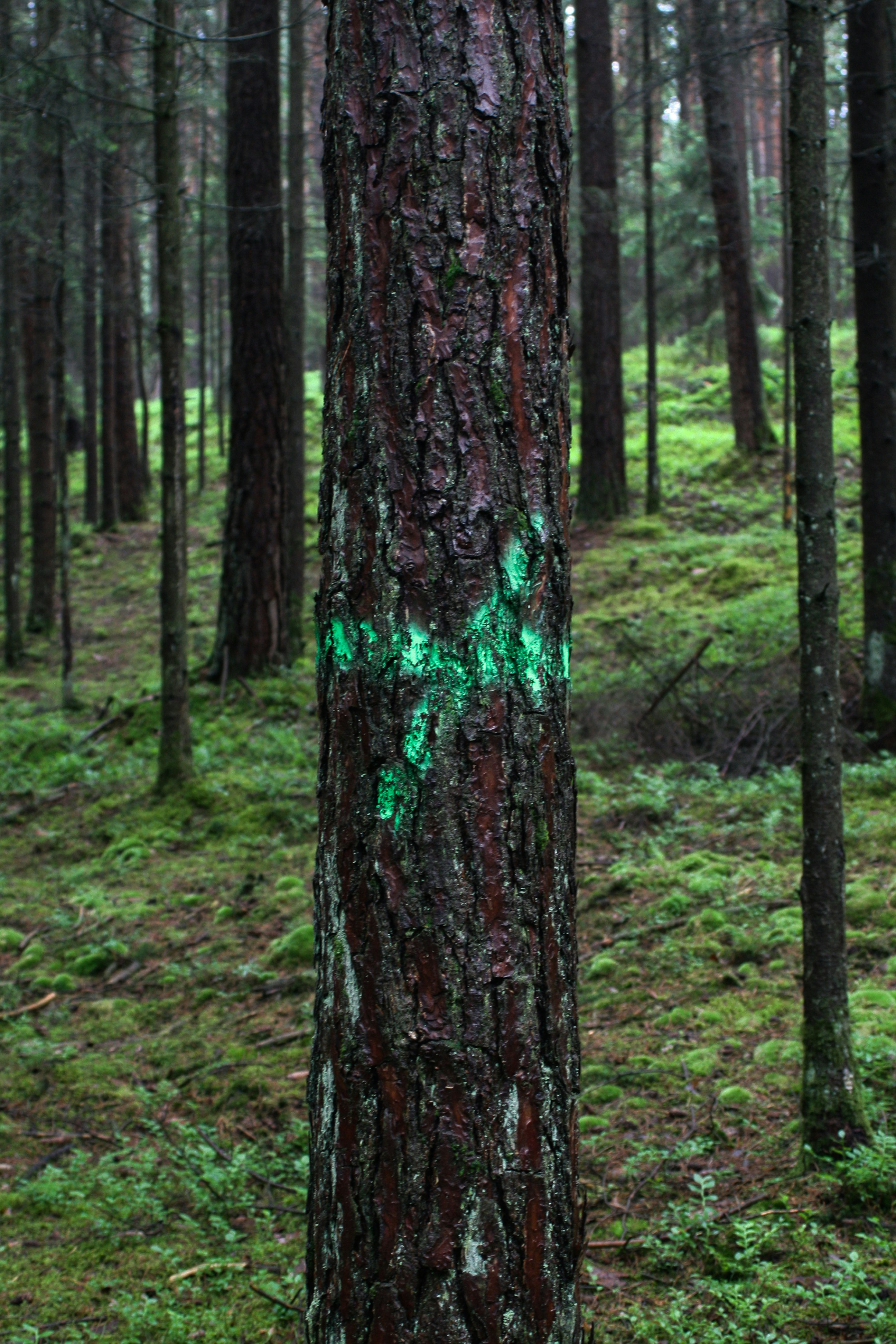 Bright green markings on a tree trunk amidst a dense forest, highlighting human interaction with nature. The lush undergrowth adds to the scene's depth.