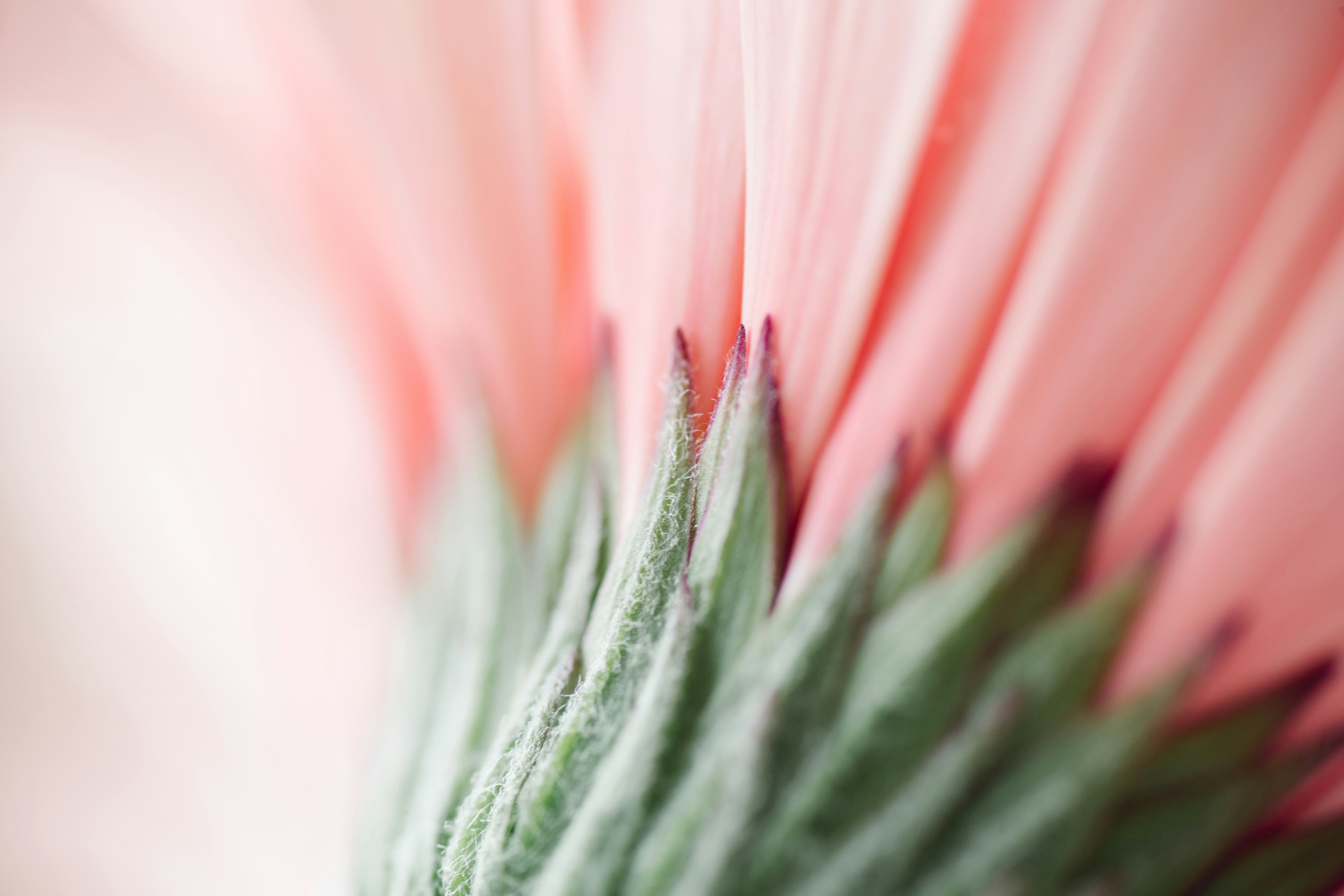 Petal Geometry: A Macro Portrait of Pink Bloom's Green Core