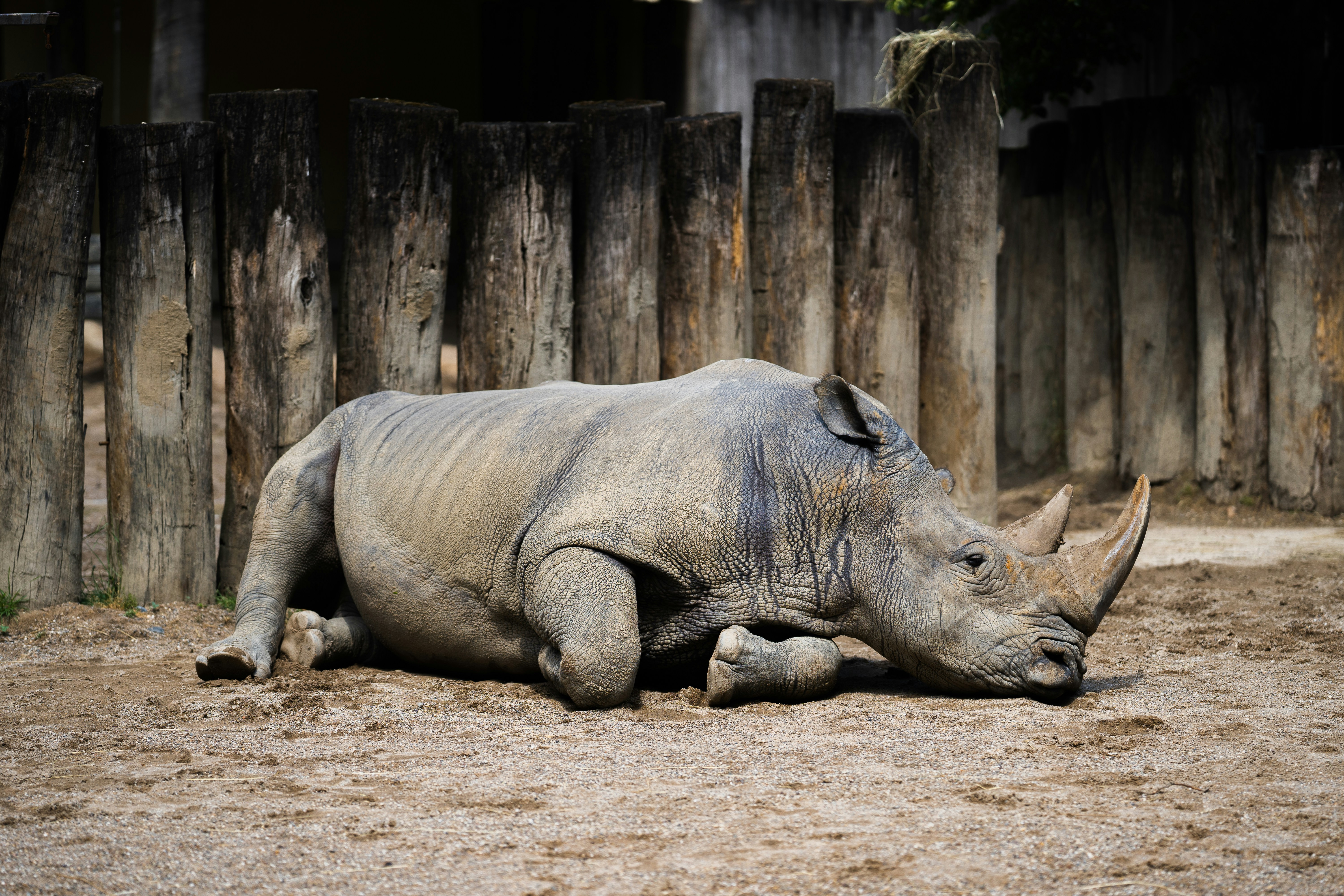 Gray rhinoceros on brown field during daytime photo – Free Rhino Image ...