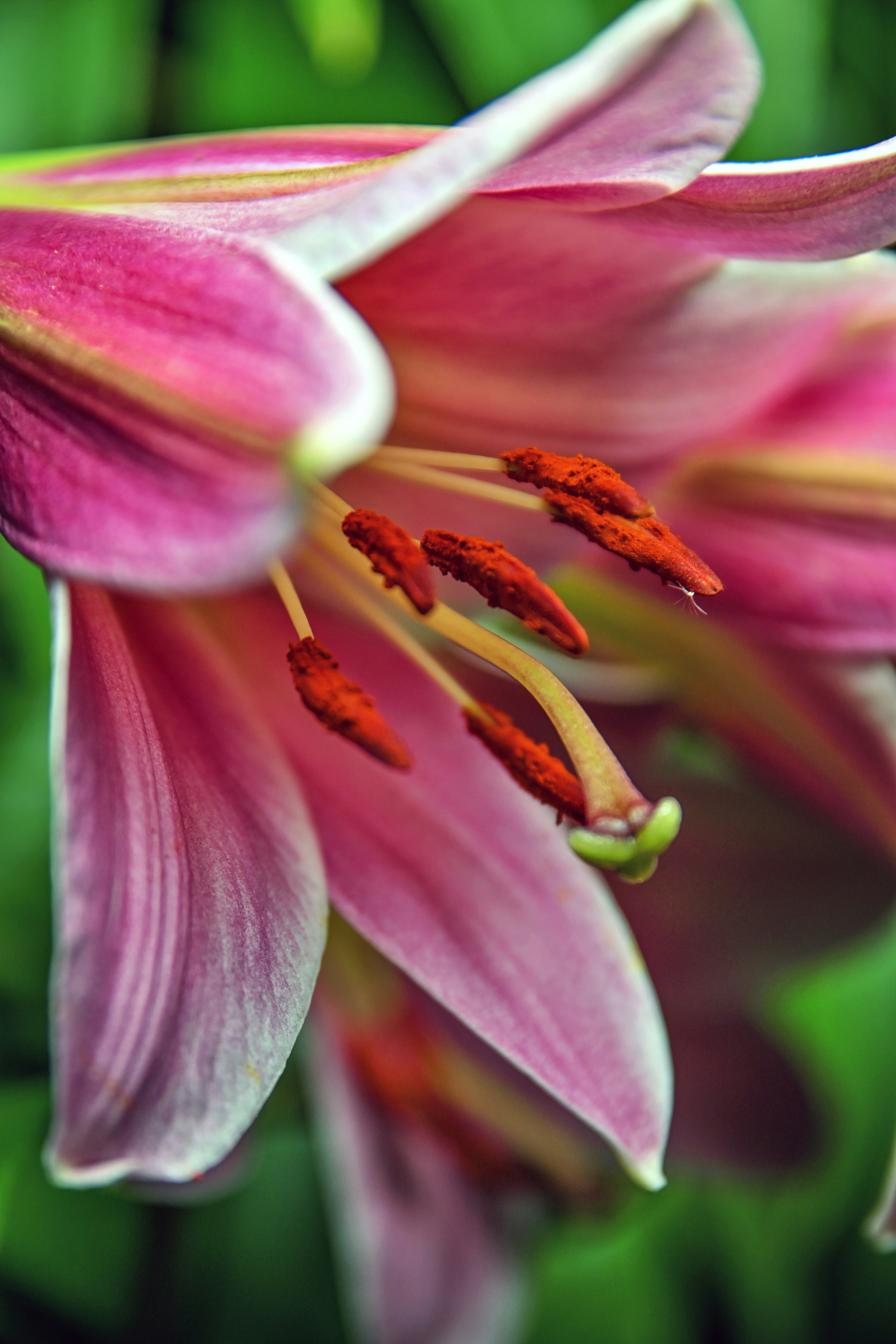 Close-up of a pink lily blossom showcasing delicate petals and vibrant stamens against a lush green backdrop.