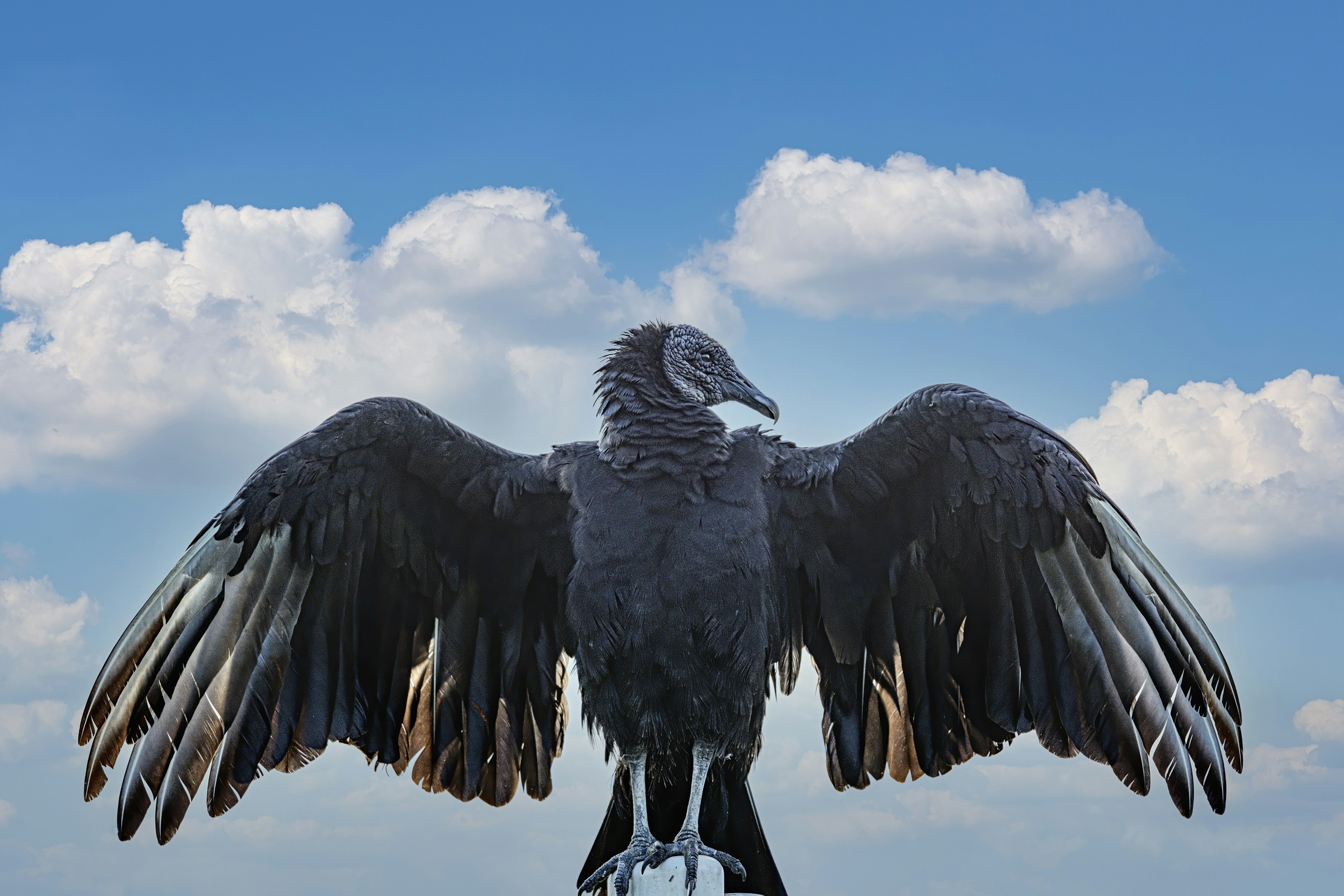 Taken at Jordan Lake Dam North Carolina | black bird flying under blue sky during daytime
